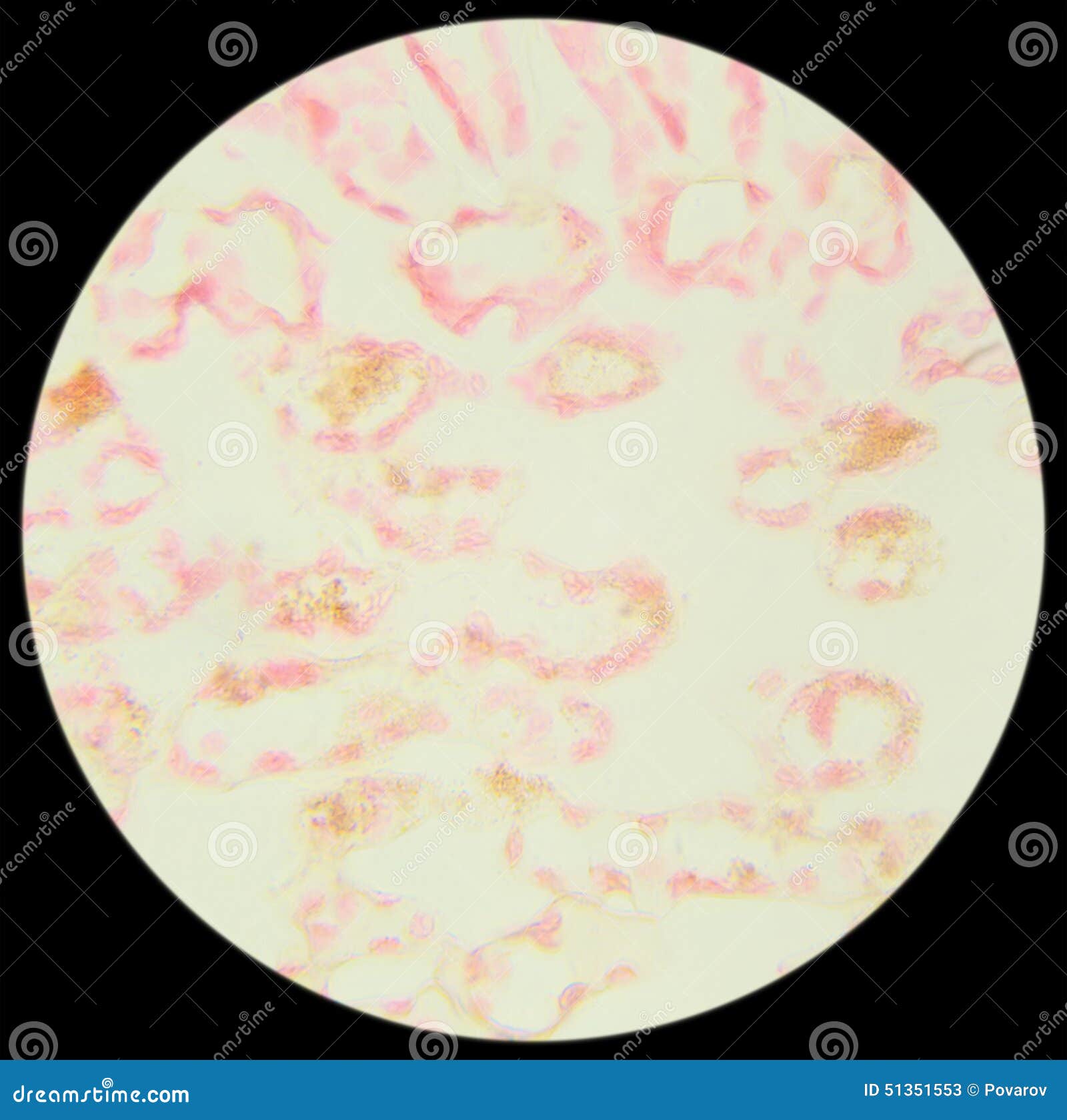 Slice Fern Leaf Under A Microscope, (Fern Leaf Sec.), Royalty-Free ...