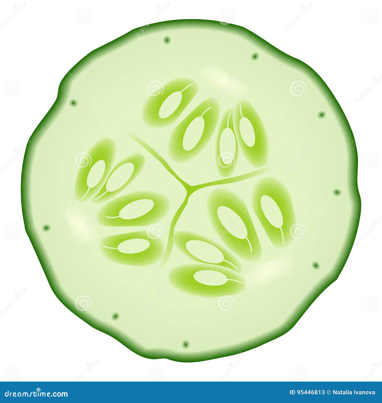 Slice Of Fresh Cucumber Isolated On A White Background Stock Vector