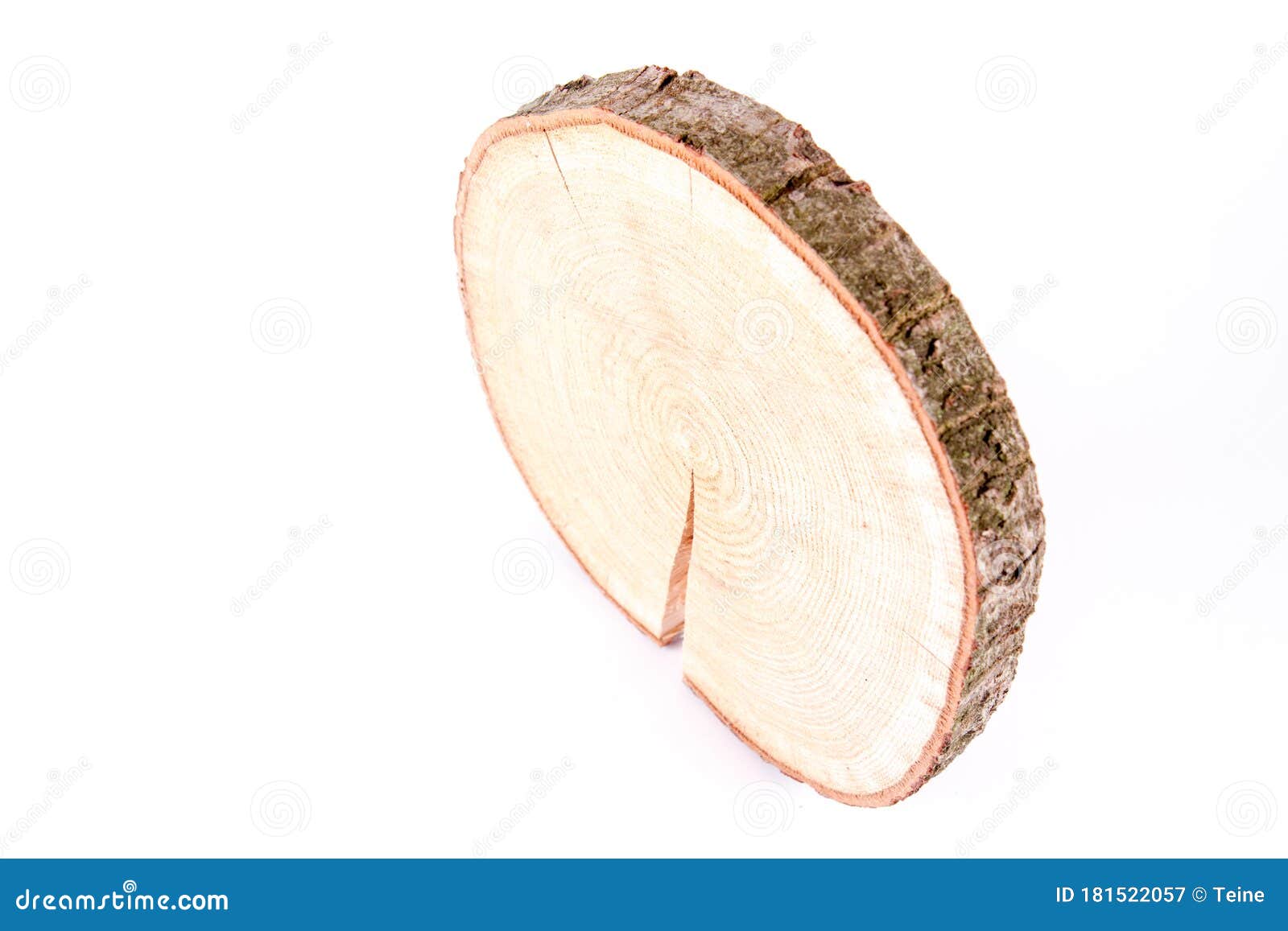 Slice of fresh oak wood stock image. Image of tree, circle - 181522057