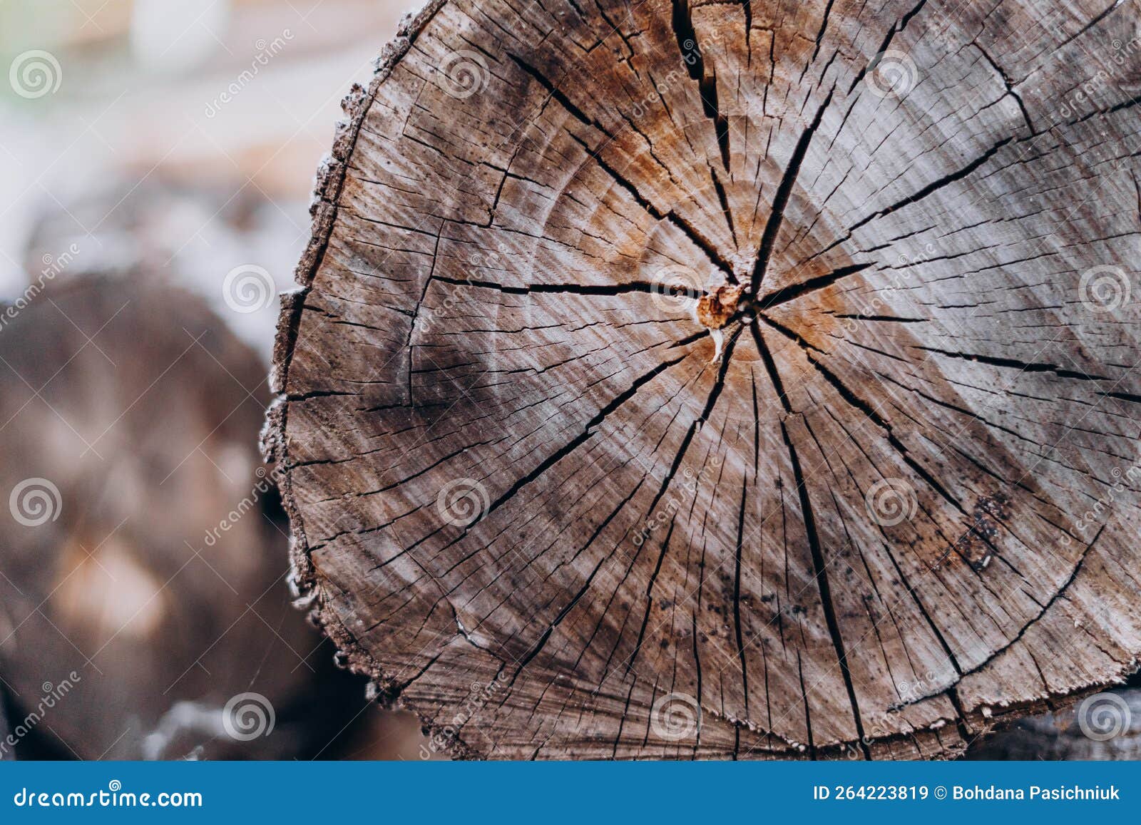Slice of a Large Tree Close Up. Slice of a Tree with Rings on it. Cut ...