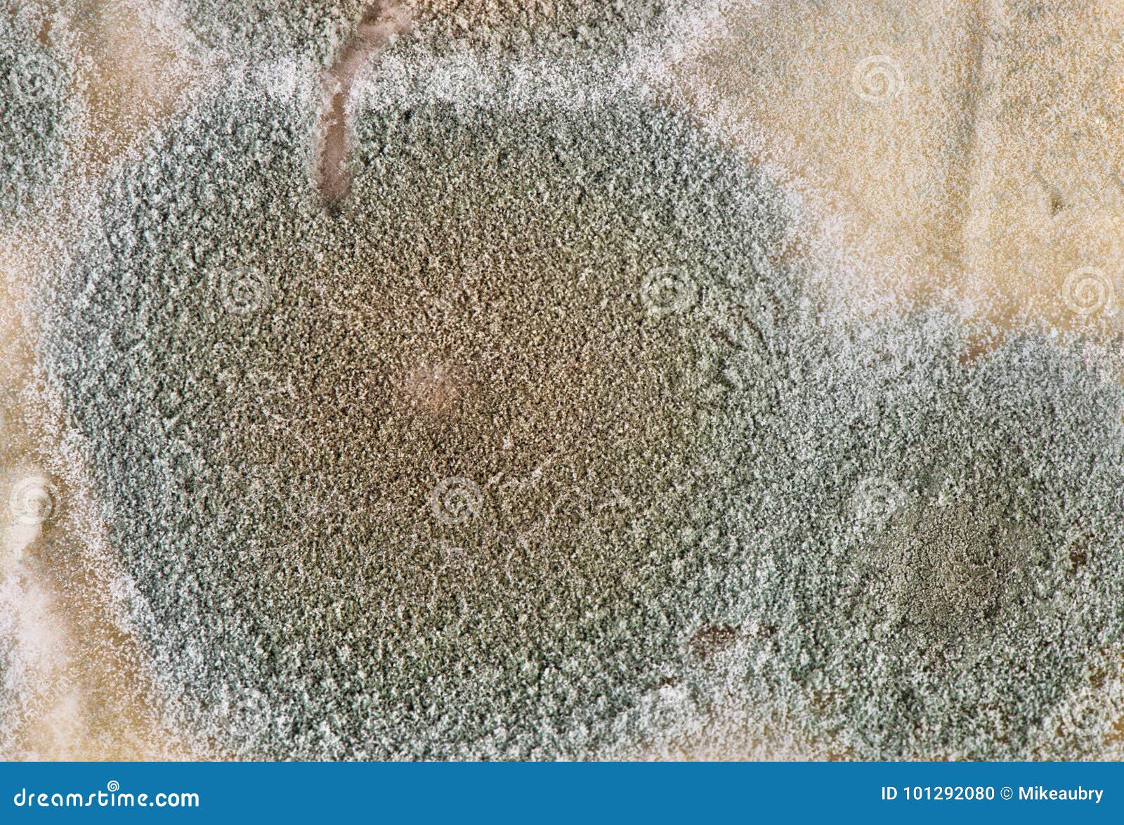 Slice of moldy cheese stock photo. Image of aged, perishable - 101292080