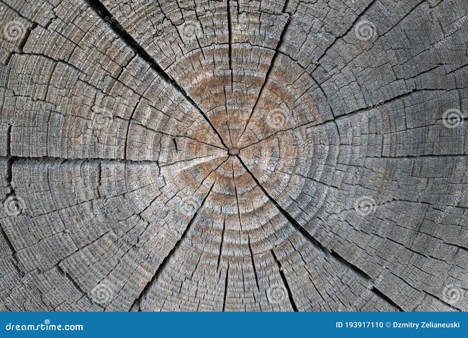 Slice of an Old Gray Tree Close Up. Background, Texture Stock Photo ...