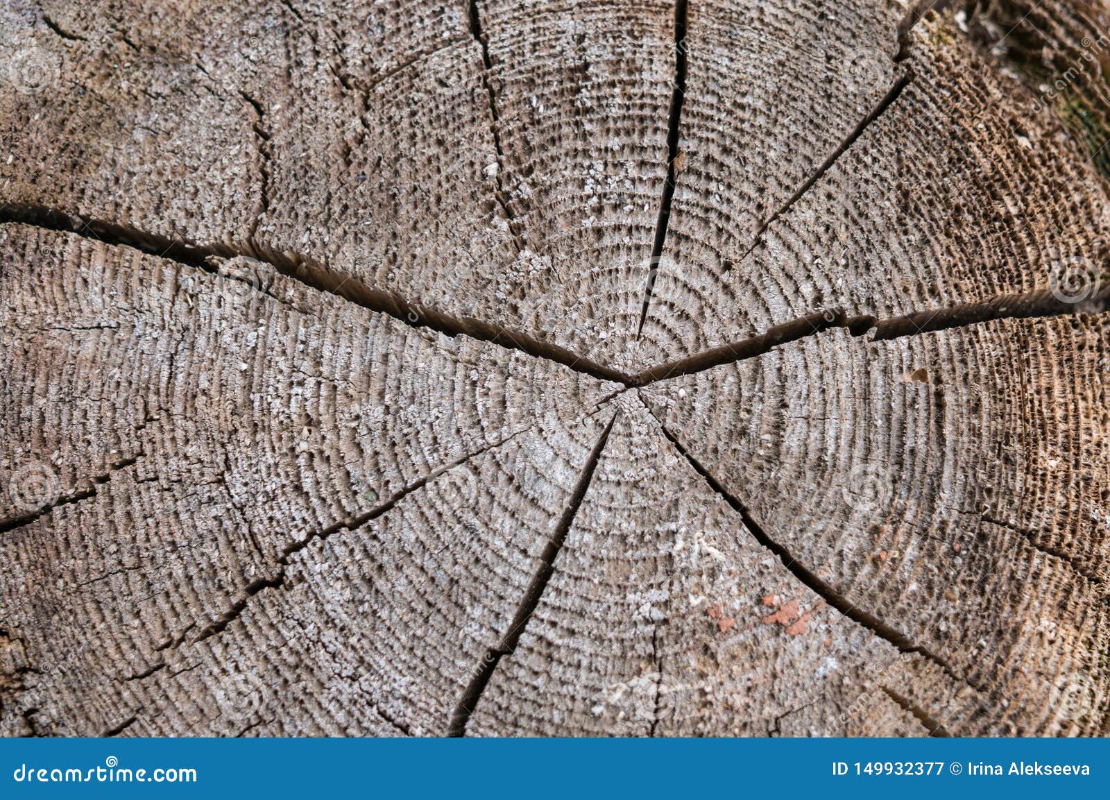 A Slice of an Old Tree with Concentric Annual Rings and a Crack in the ...