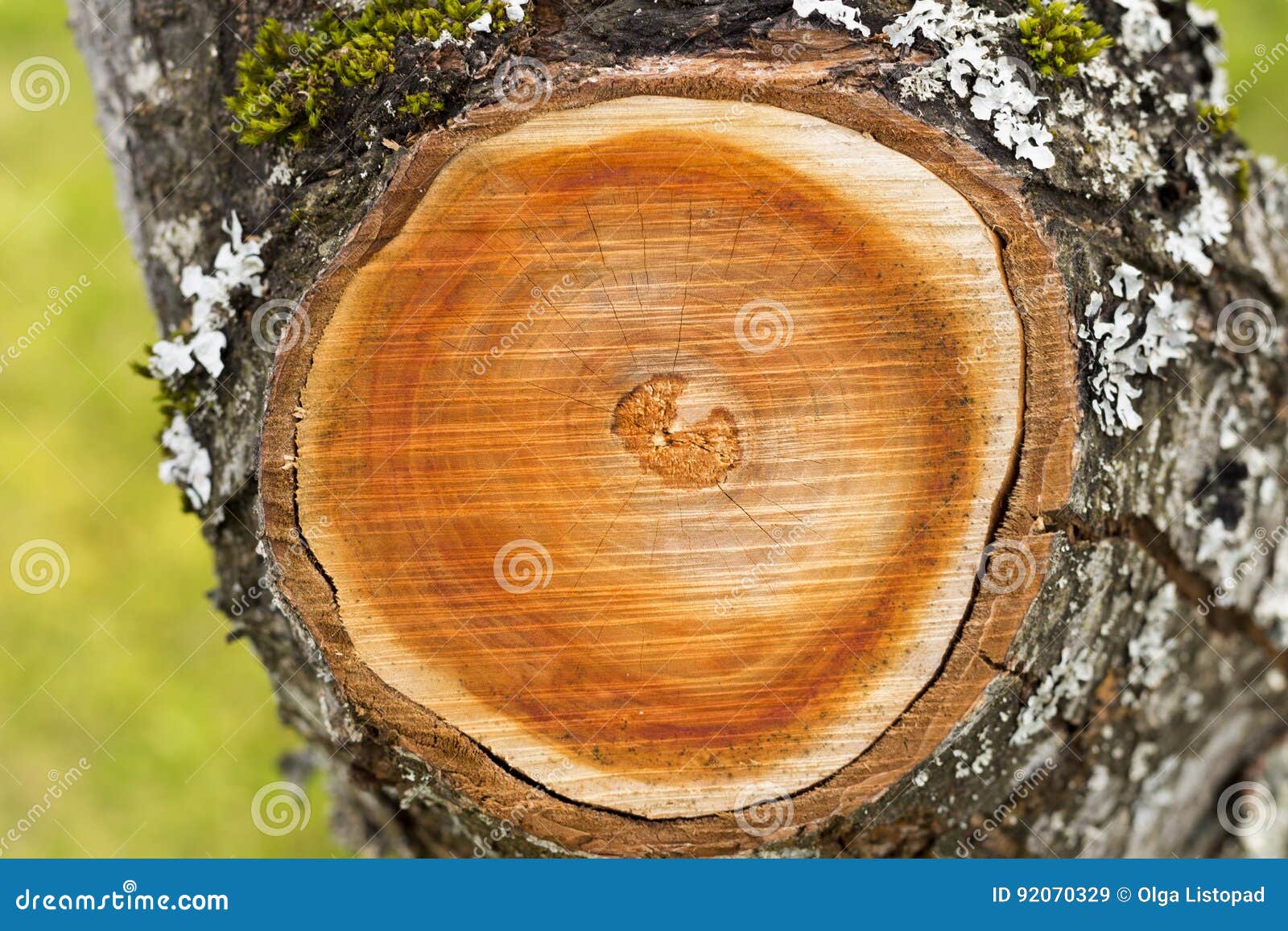 A Slice of an Old Tree. Tree Rings Stock Image - Image of circle ...