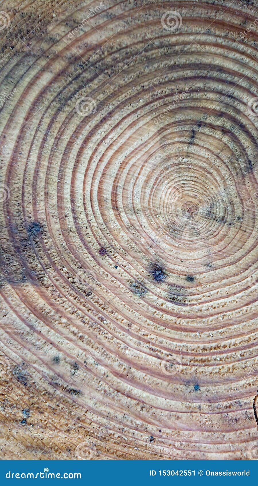 Pine Cut Tree Background on Earth Stock Image - Image of forrest, brown ...