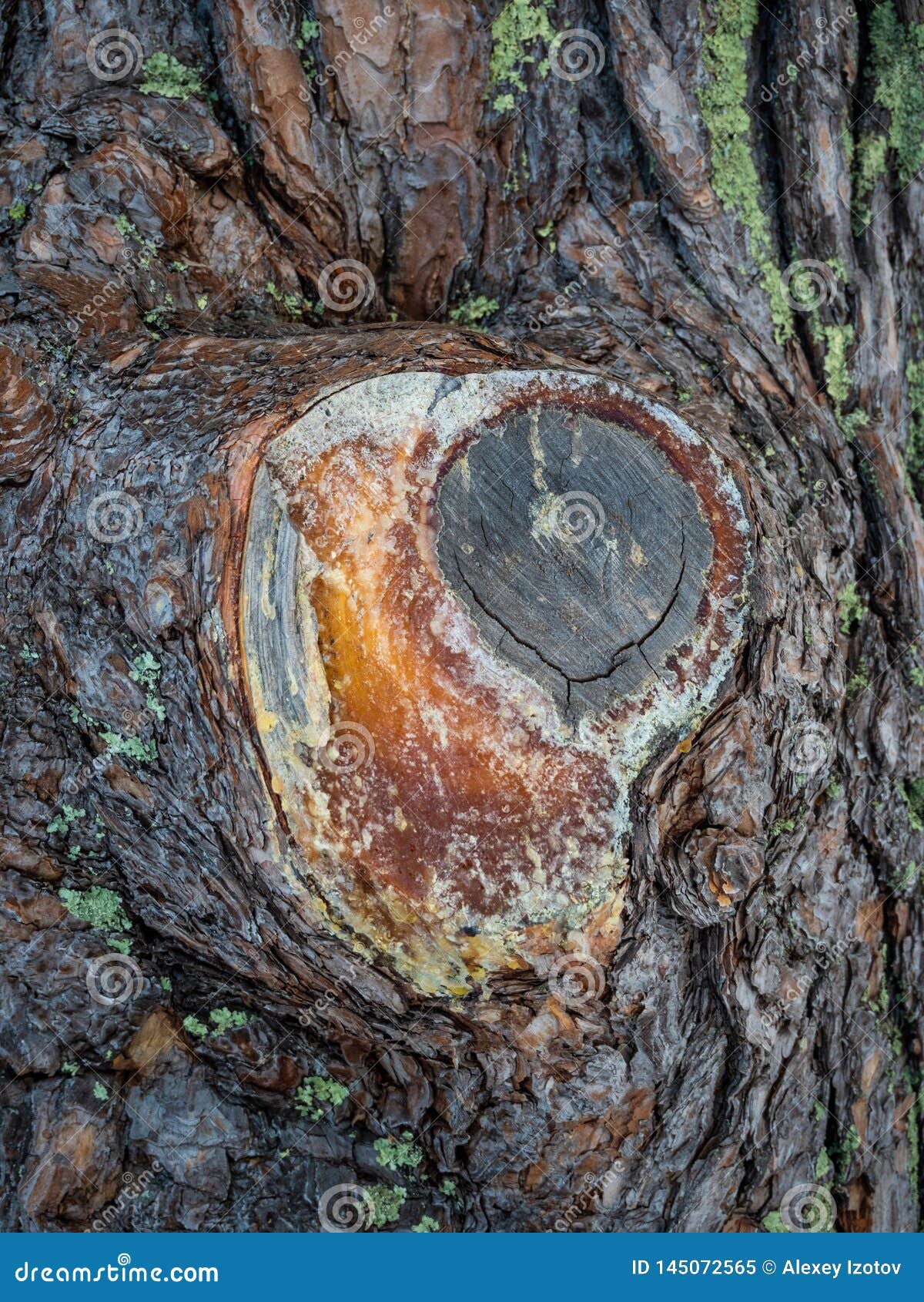 Slice on a Pine Trunk with Resin Drips in a Forest in Altai, Russia ...