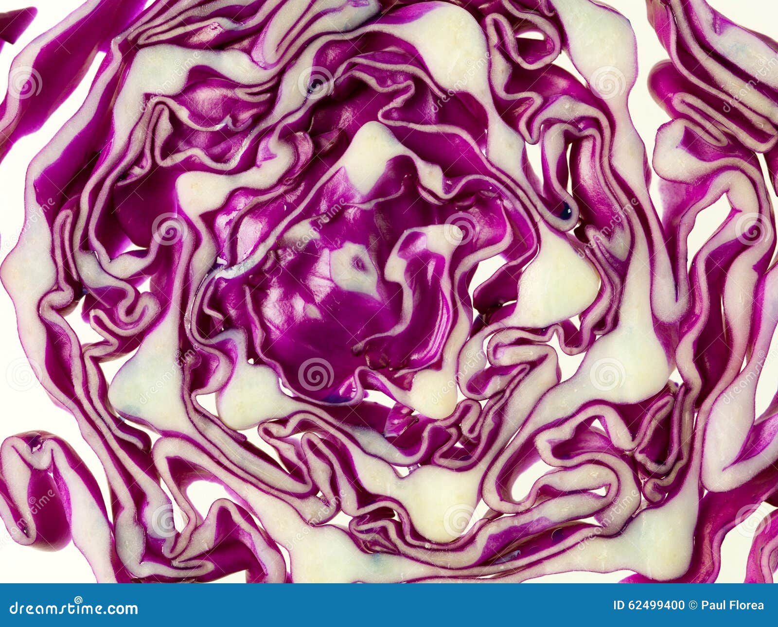 Slice of red cabbage stock photo. Image of food, abstract - 62499400