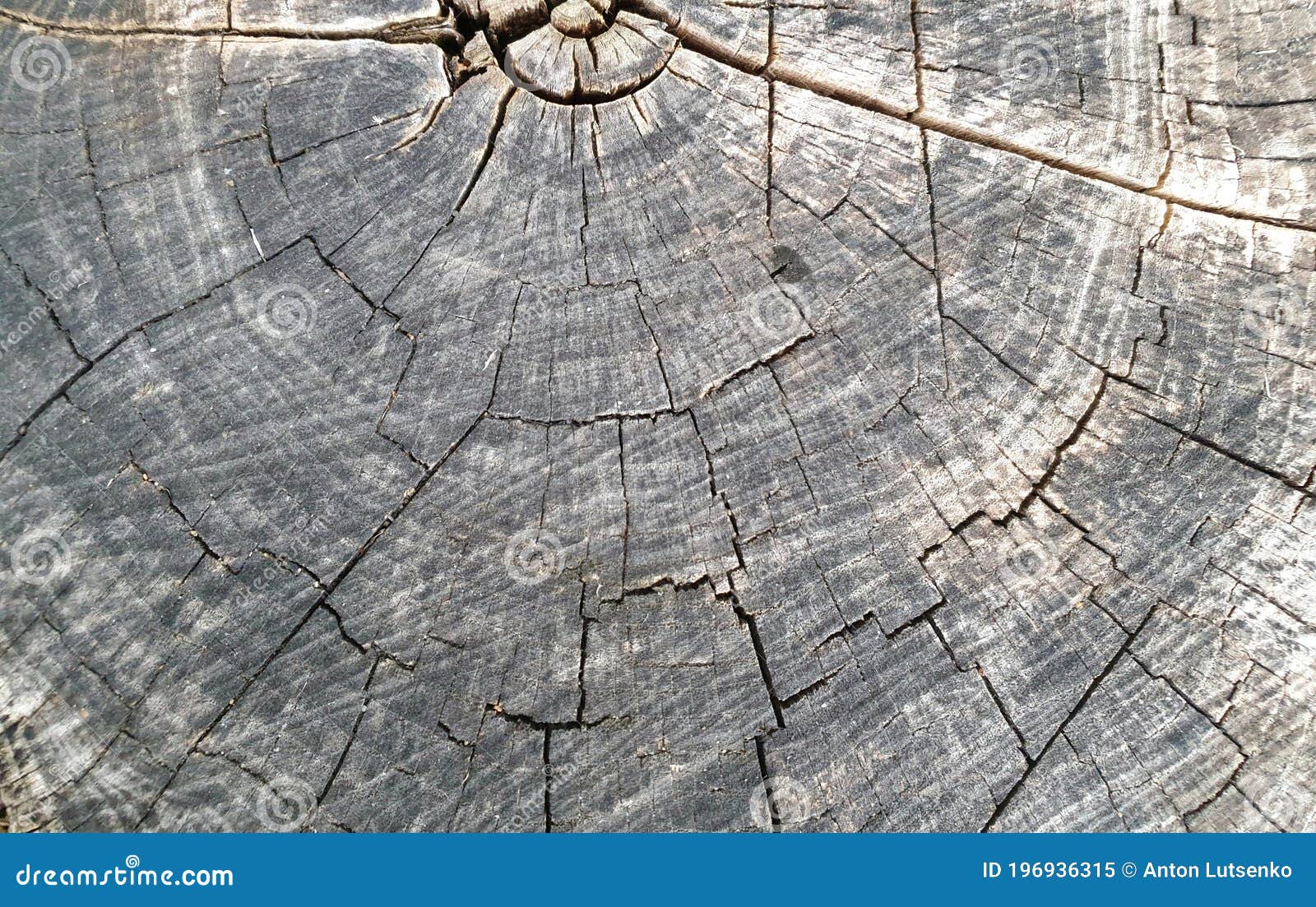Slice of Tree with Age Rings, View from Top, Full Screen Image Stock ...