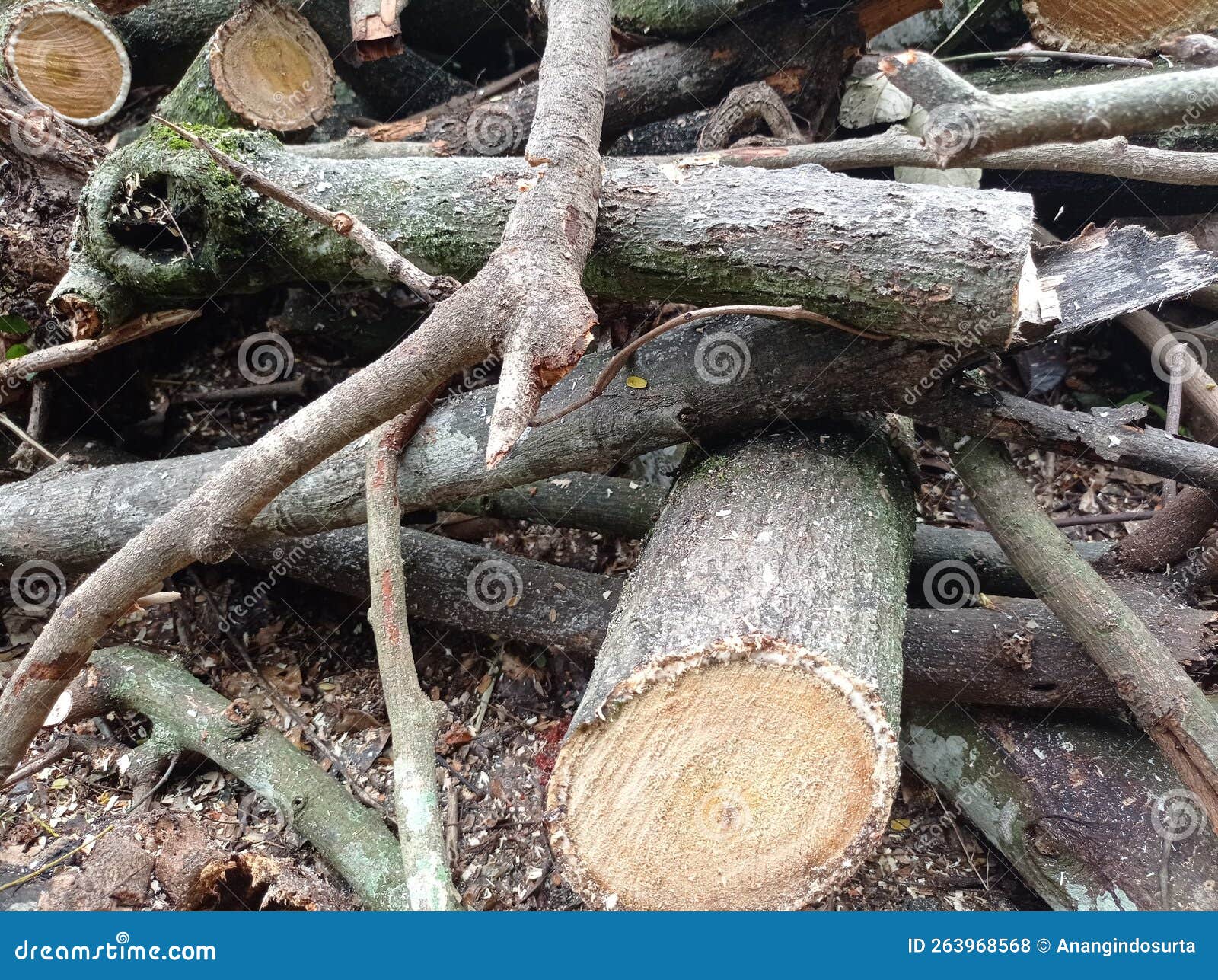 Log Slice Of The Tree, Wood Structure. Tree Trunk Cross Section With ...