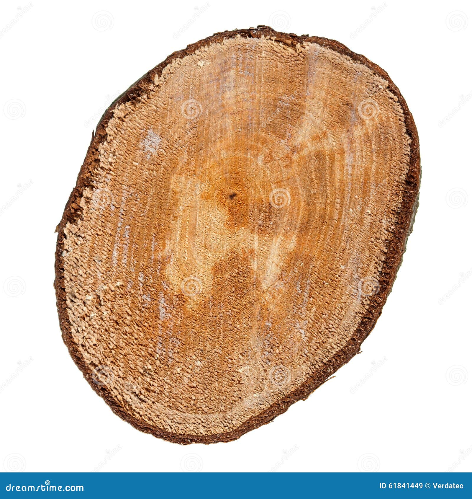 Log Slice Of The Tree, Wood Structure. Tree Trunk Cross Section With ...