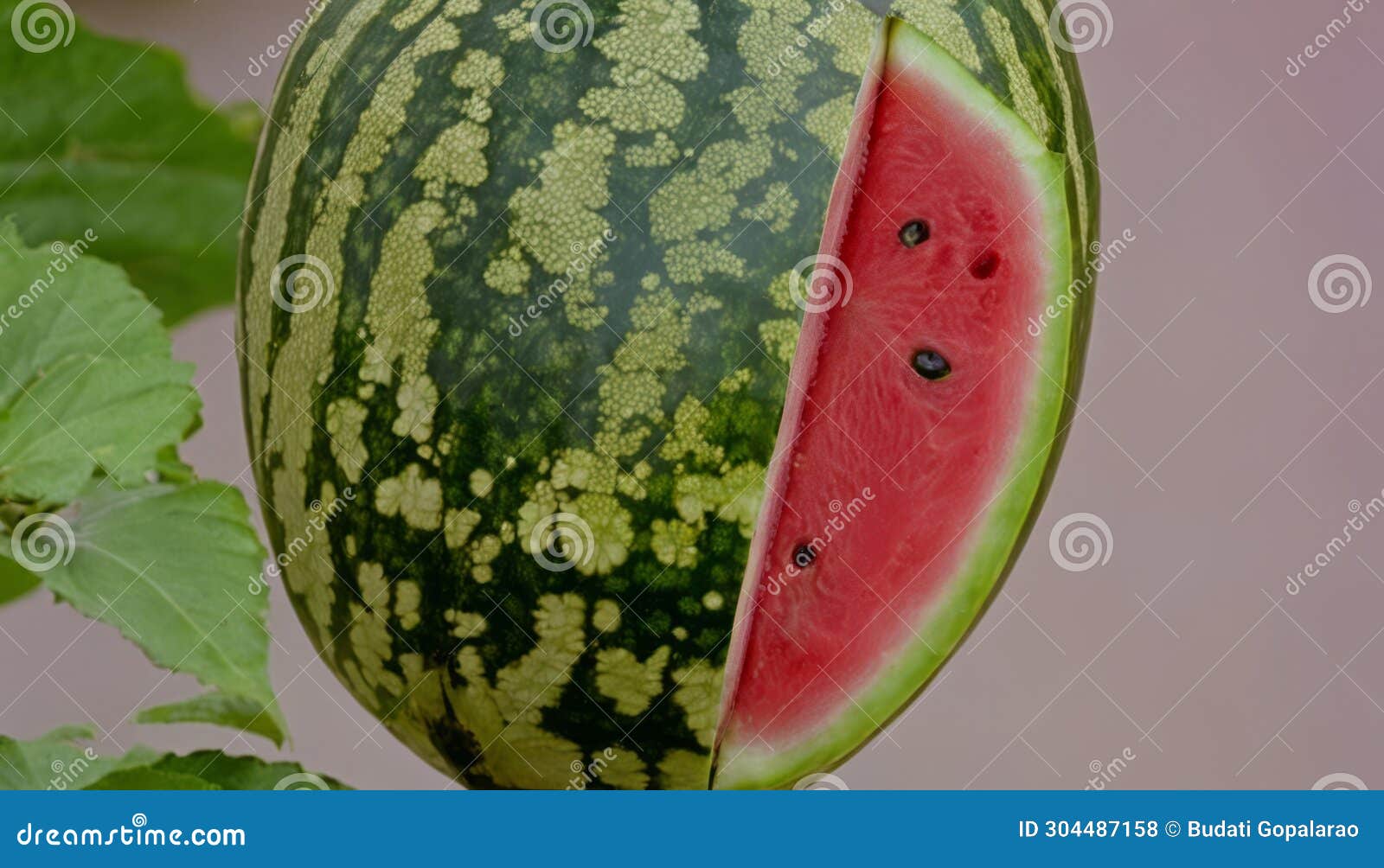 A Slice of Watermelon with a Bite Taken Out of it Stock Illustration ...
