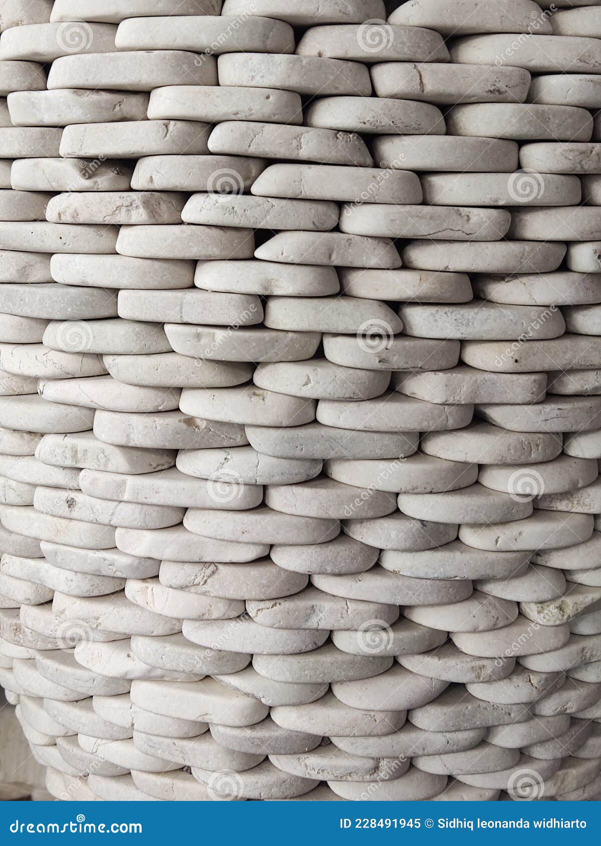 Slice white coral flores stock image. Image of coral - 228491945