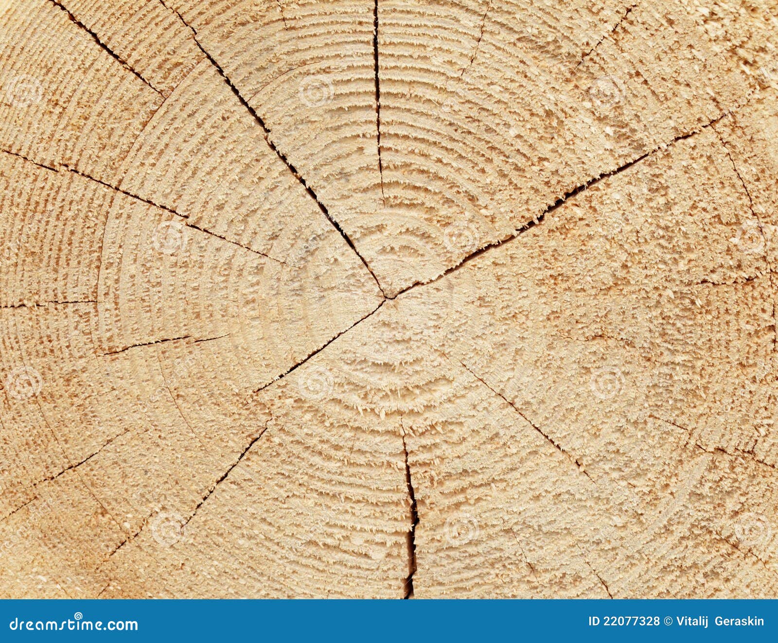 Slice of wood timber stock photo. Image of cracked, wall - 22077328