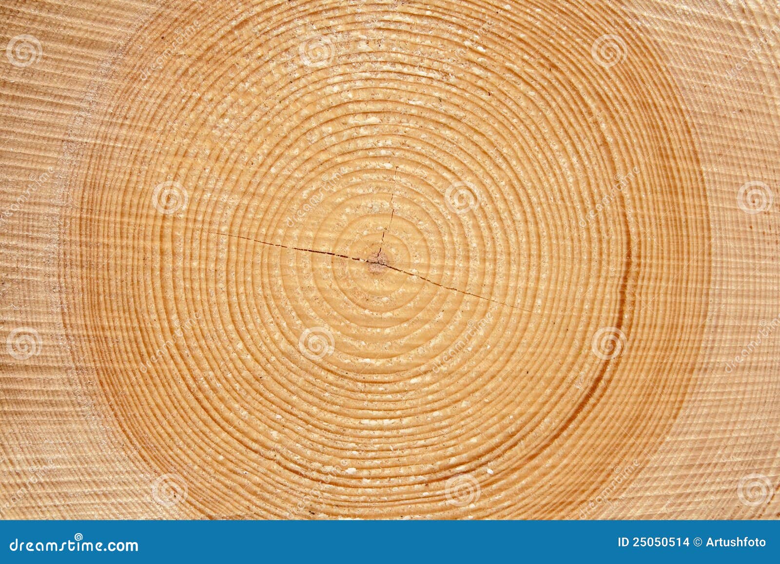Slice of wood timber stock photo. Image of abstract, annual - 25050514