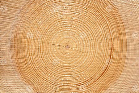 Slice of wood timber stock photo. Image of abstract, annual - 25050514