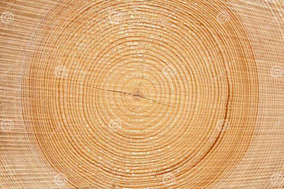 Slice of wood timber stock photo. Image of abstract, annual - 25050514
