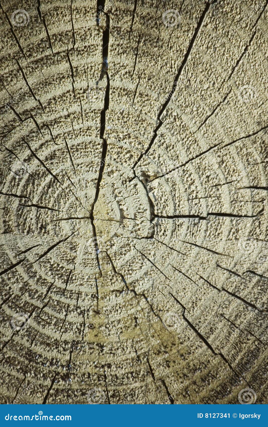 Slice of wood timber stock image. Image of grain, ring - 8127341