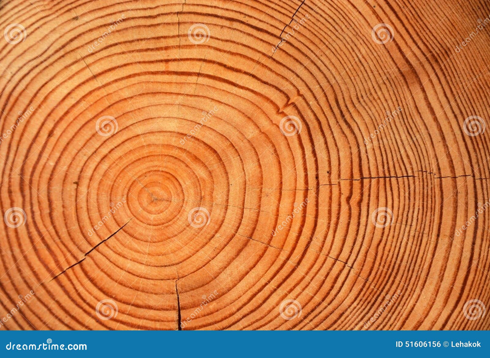 Timber Ridges And Knots With Spectacular Pattern Stock Photography ...
