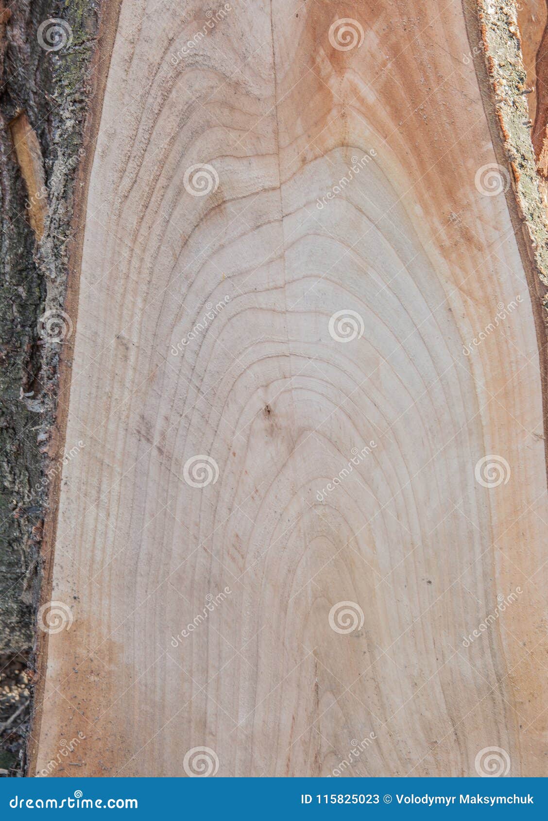 Slice of Wood Timber Natural Background Stock Image - Image of aged ...