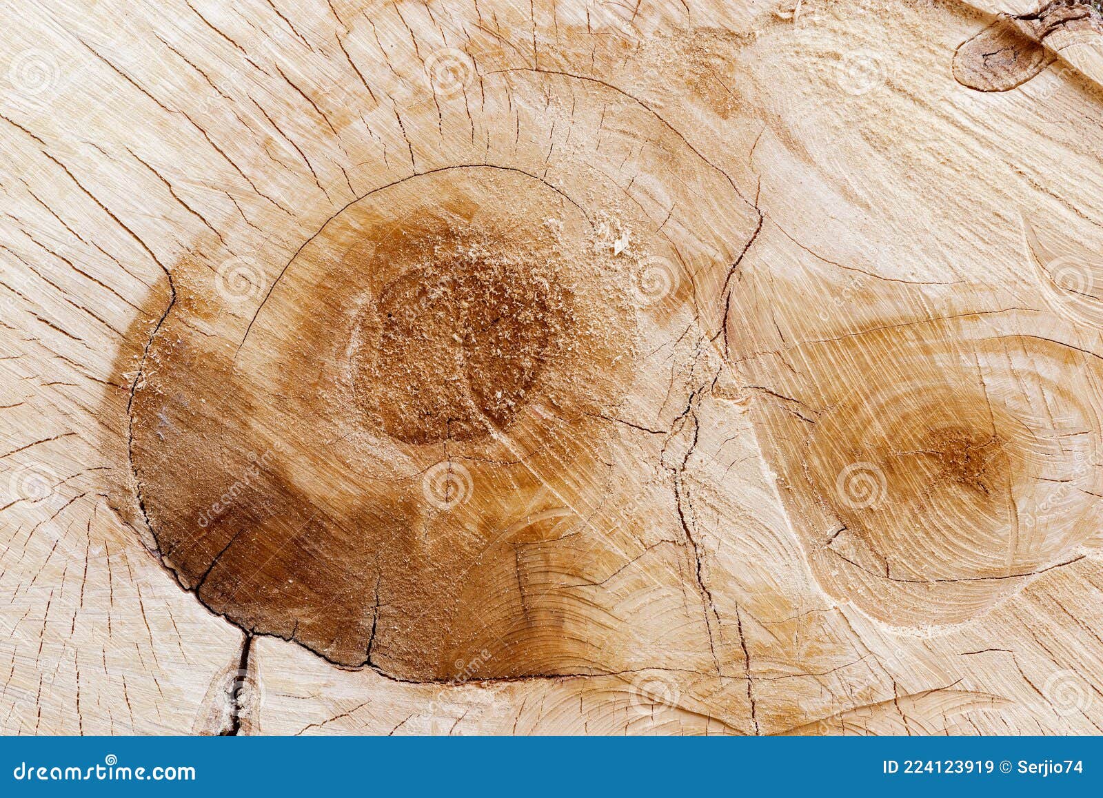 Slice of Wood Timber Background Stock Image - Image of macro, design ...
