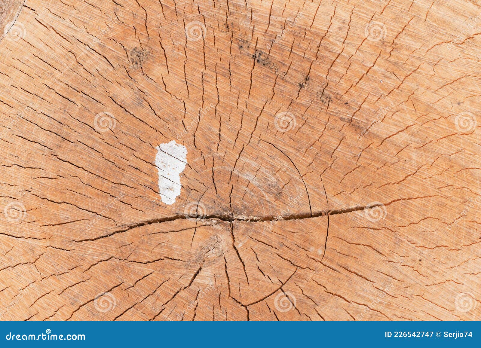 Slice of the Wood Timber Background Stock Image - Image of lumber ...