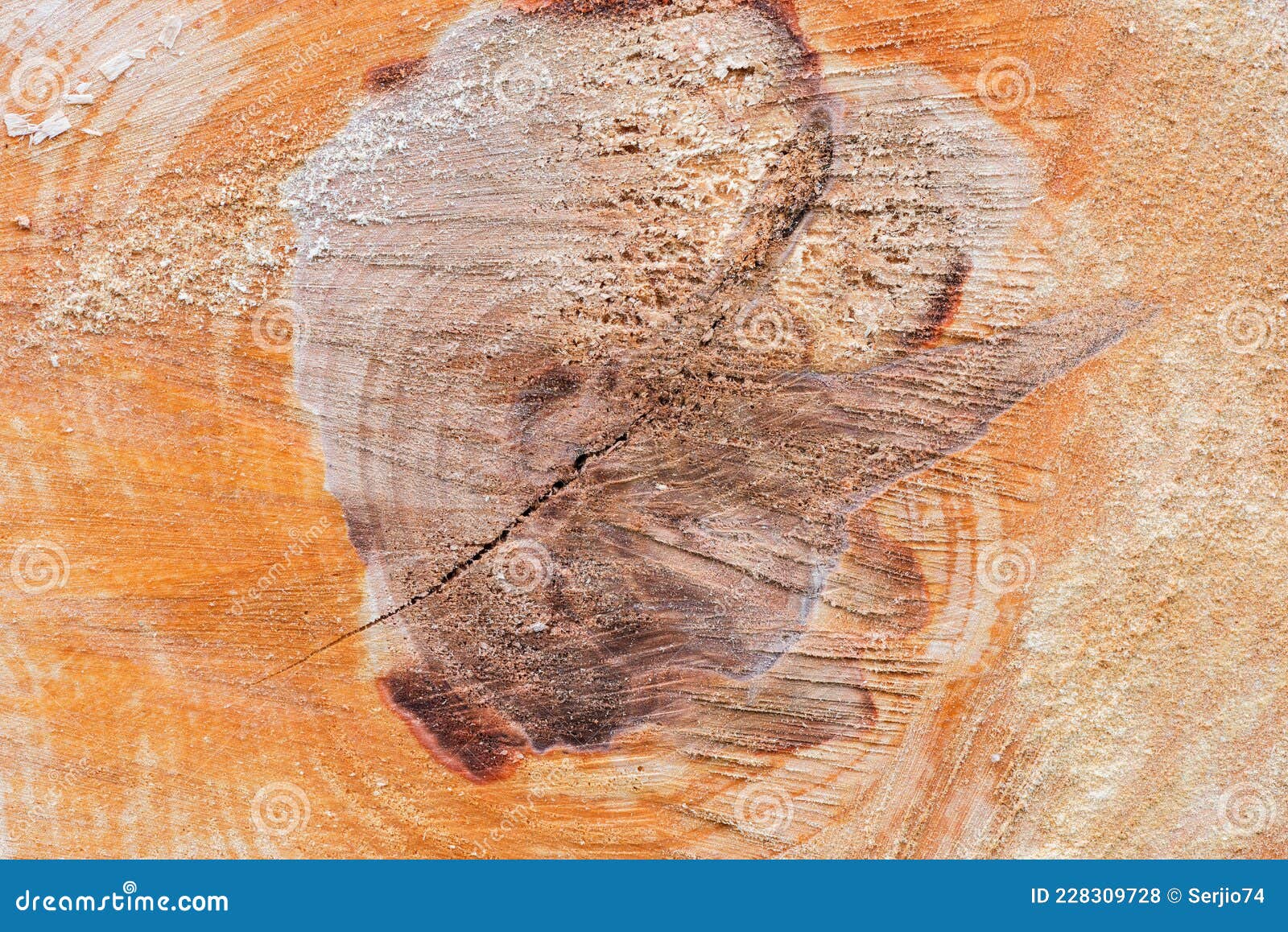 Slice of Wood Timber Background Stock Photo - Image of cross, circle ...