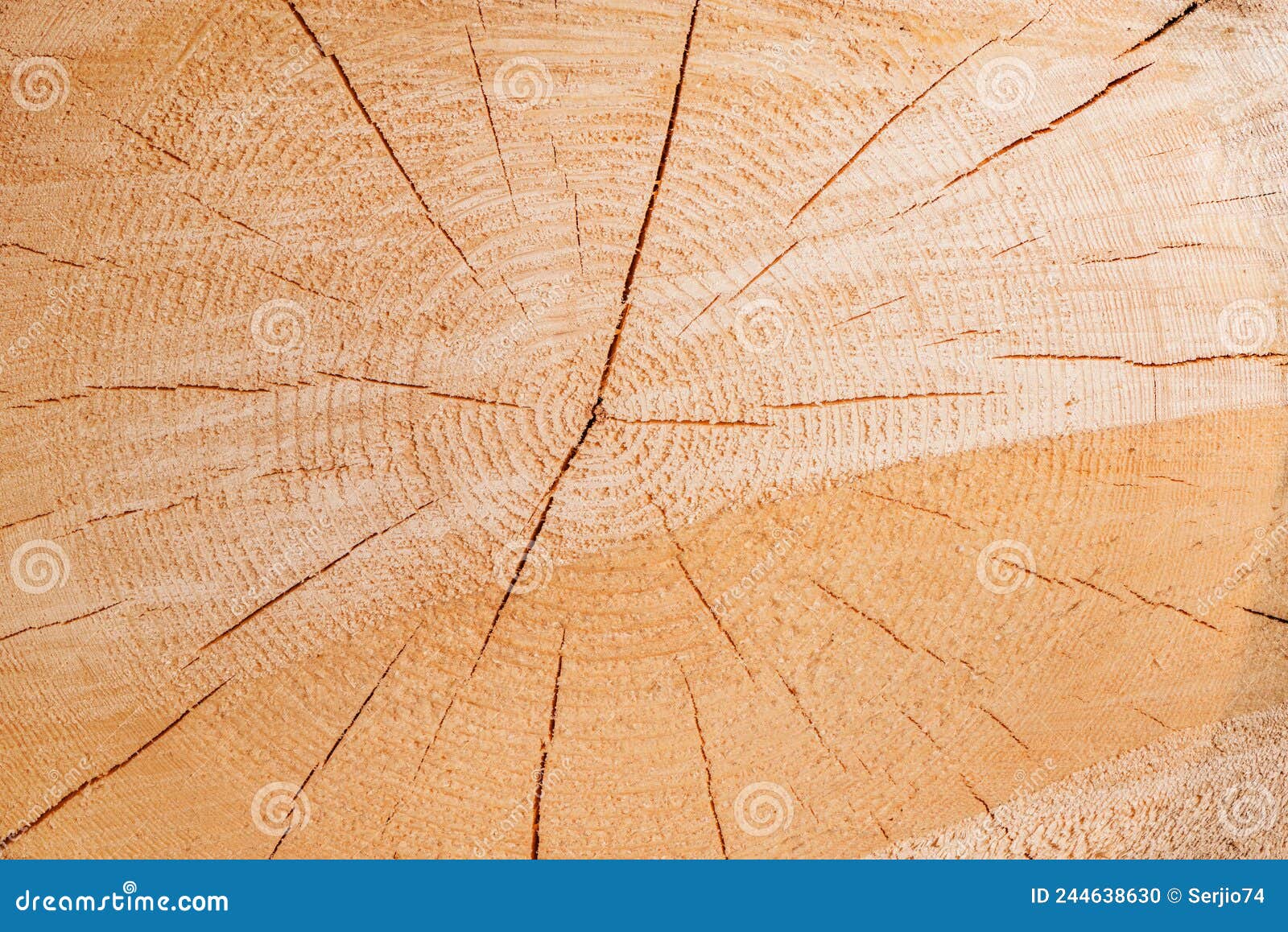 Slice of the Wood Timber Background Stock Photo - Image of circle ...