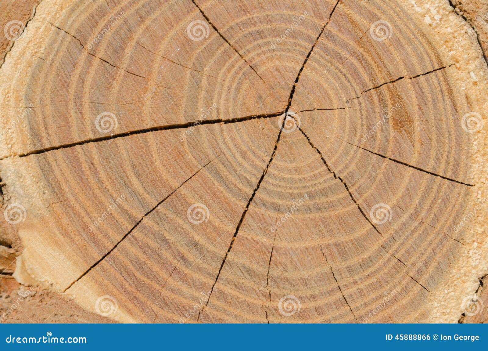 Timber Ridges And Knots With Spectacular Pattern Stock Photography ...