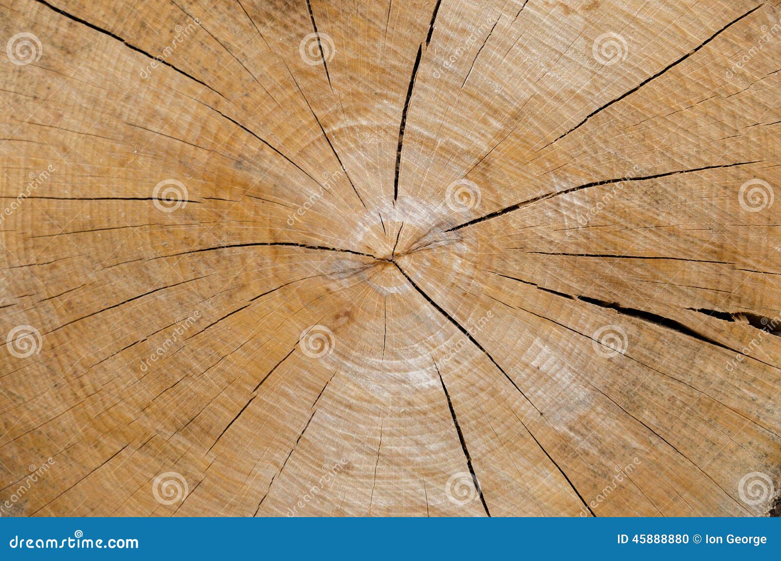 Slice of Wood Timber Natural Background Stock Photo - Image of circular ...