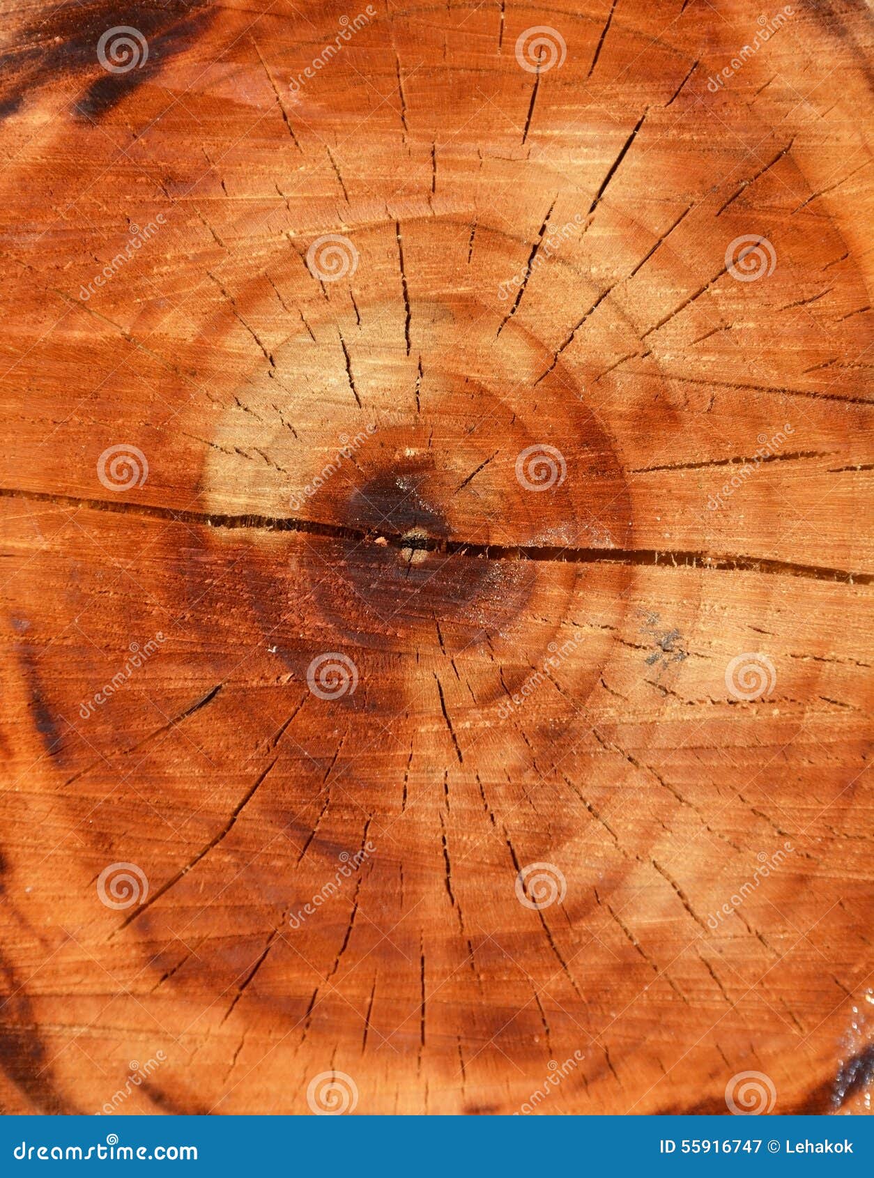 Slice of wood timber stock image. Image of annual, concentric - 55916747