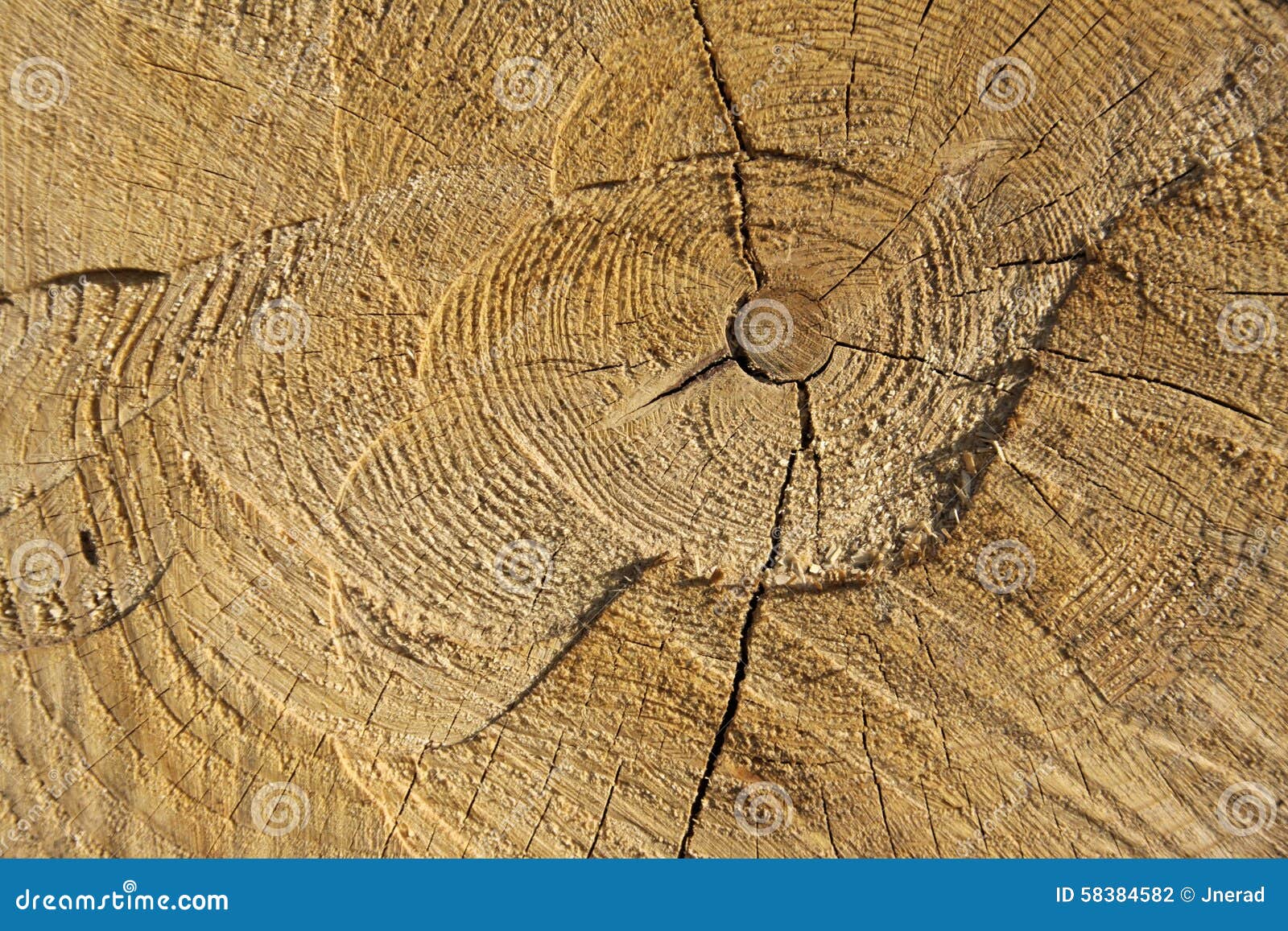 Slice of wood stock photo. Image of timber, pattern, natural - 58384582