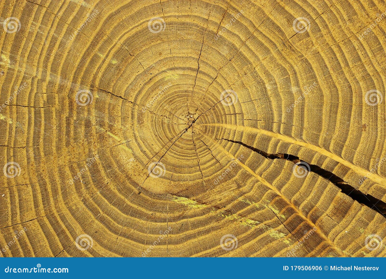 Slice of Wood Timber Natural Background, Texture Stock Photo - Image of ...