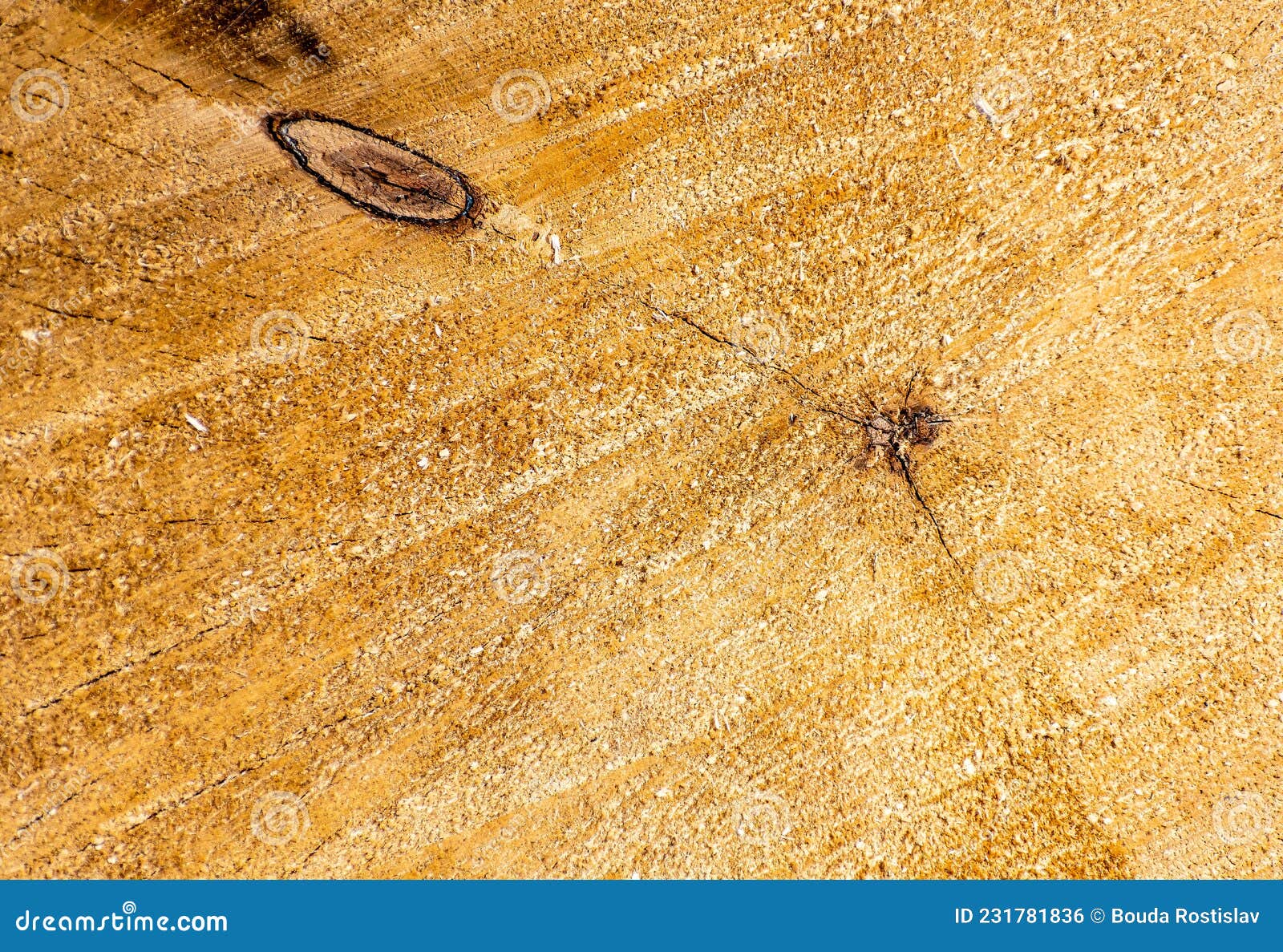 Slice of Wood Timber Natural Background or Texture Stock Photo - Image ...