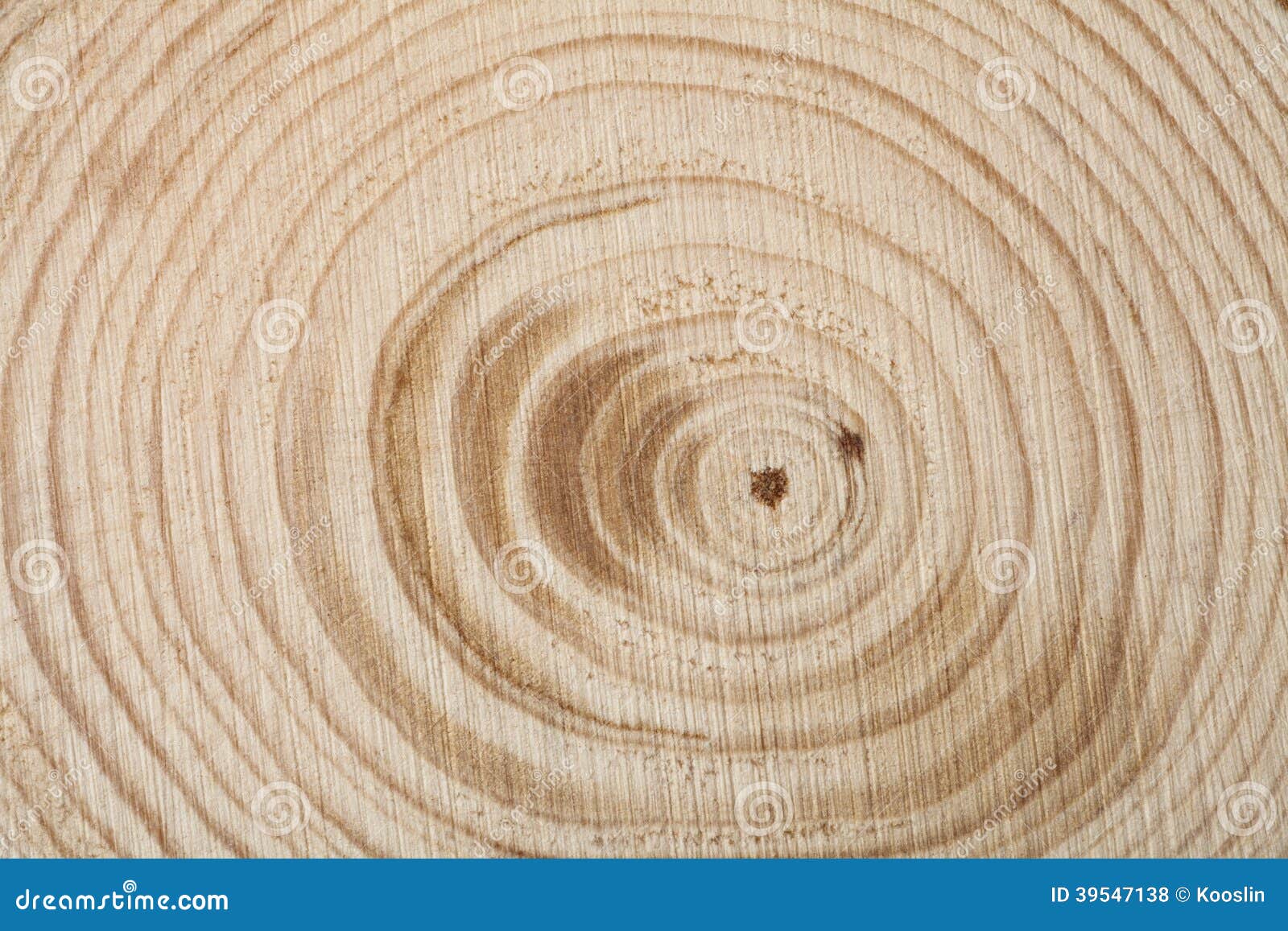 Slice of Wood Timber Natural Stock Photo - Image of concentric ...