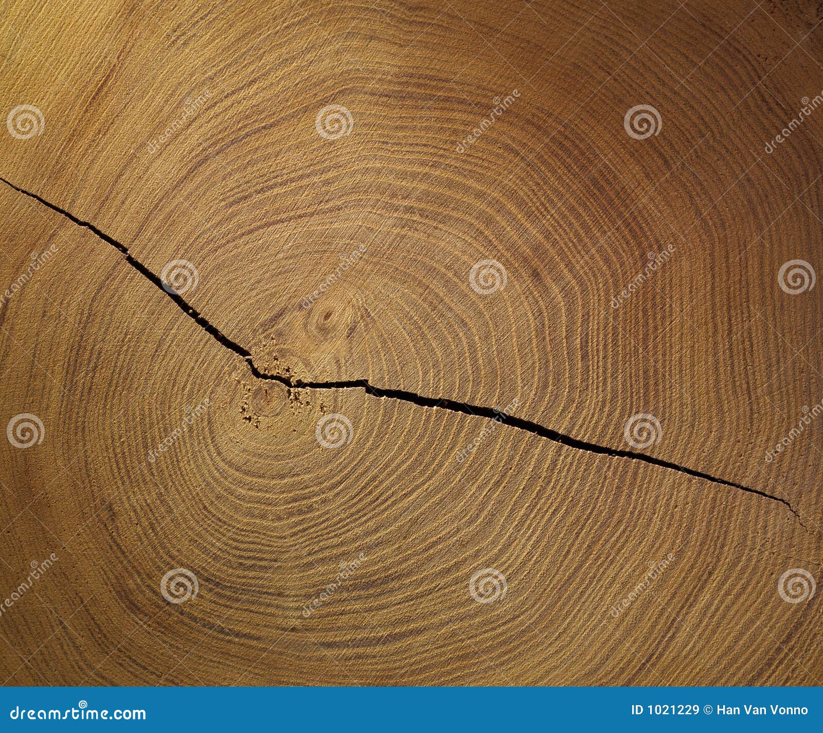 Slice of wood tree ring stock image. Image of wallpaper - 1021229