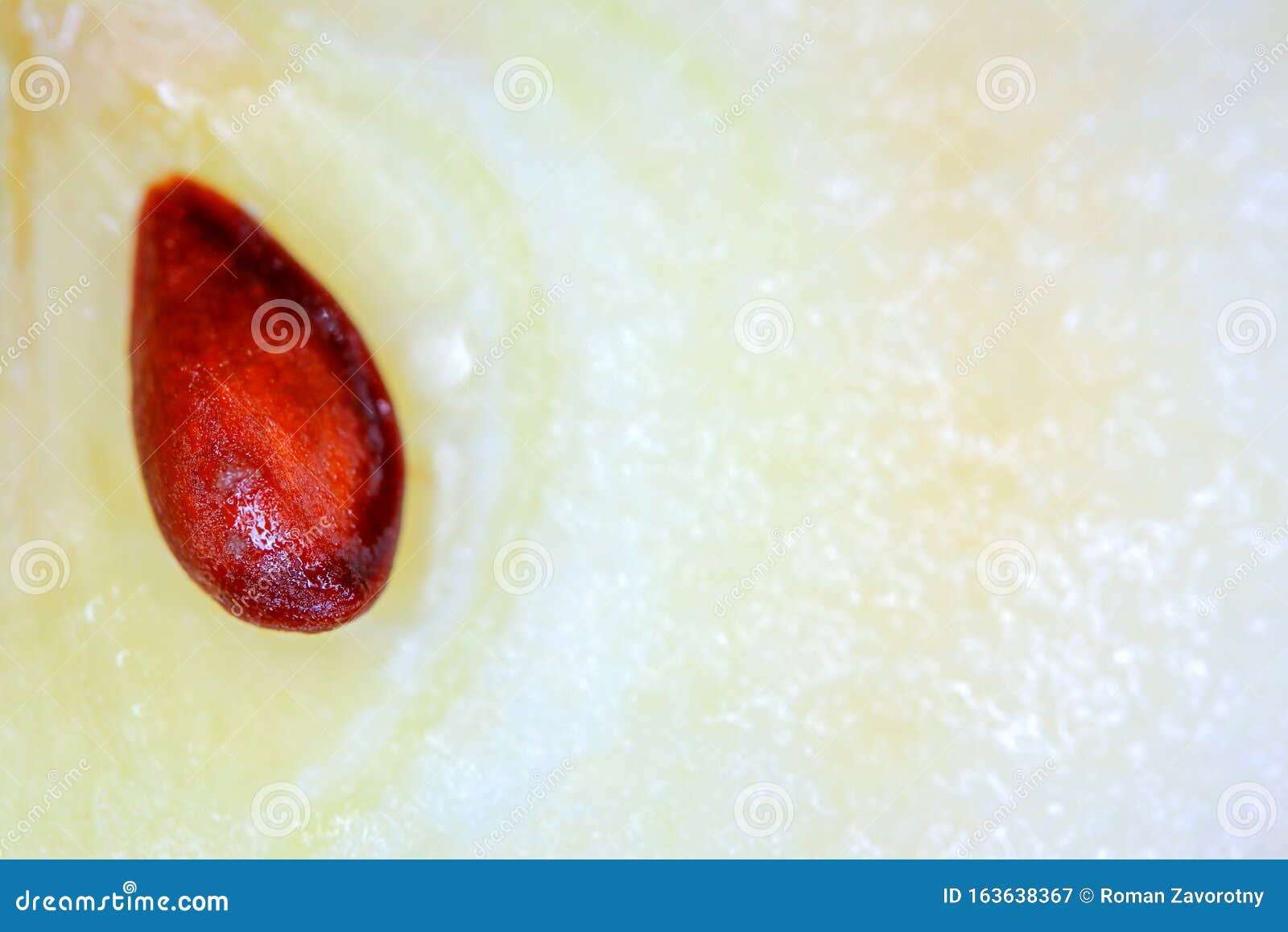 Sliced Apple with a Bone As a Backdrop Stock Image - Image of green ...