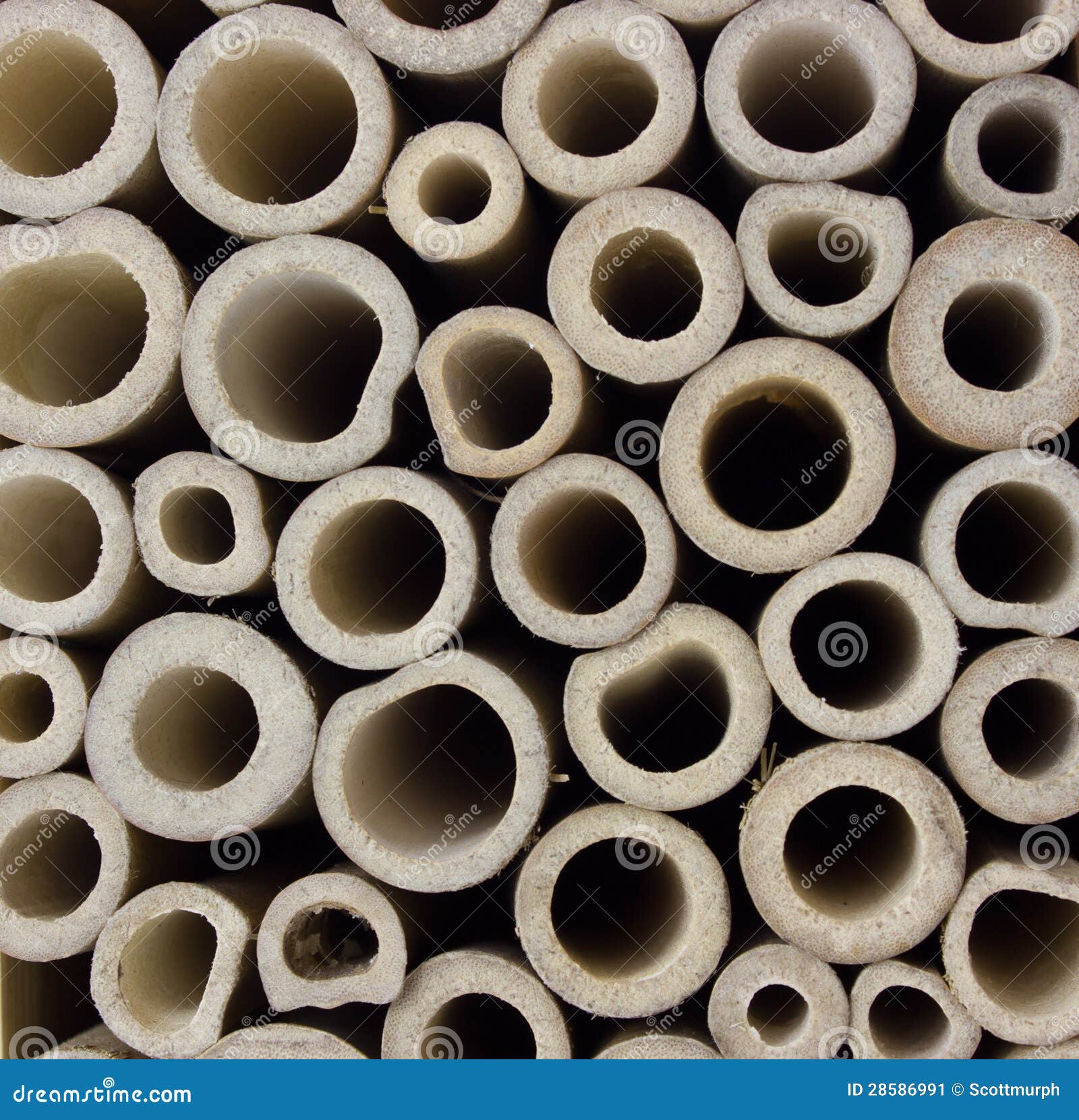 Sliced Bamboo stock image. Image of cross, material, circle - 28586991