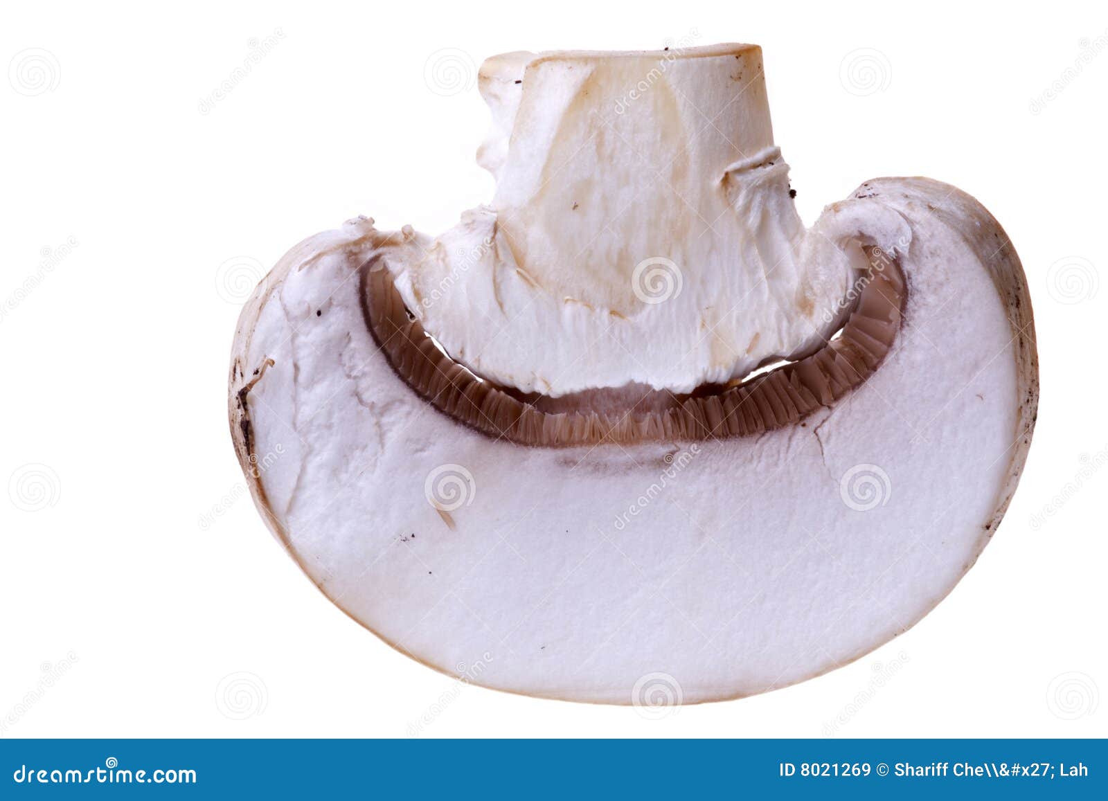 Button Mushroom, White Mushroom, Common Mushroom, Champignon Mushroom ...