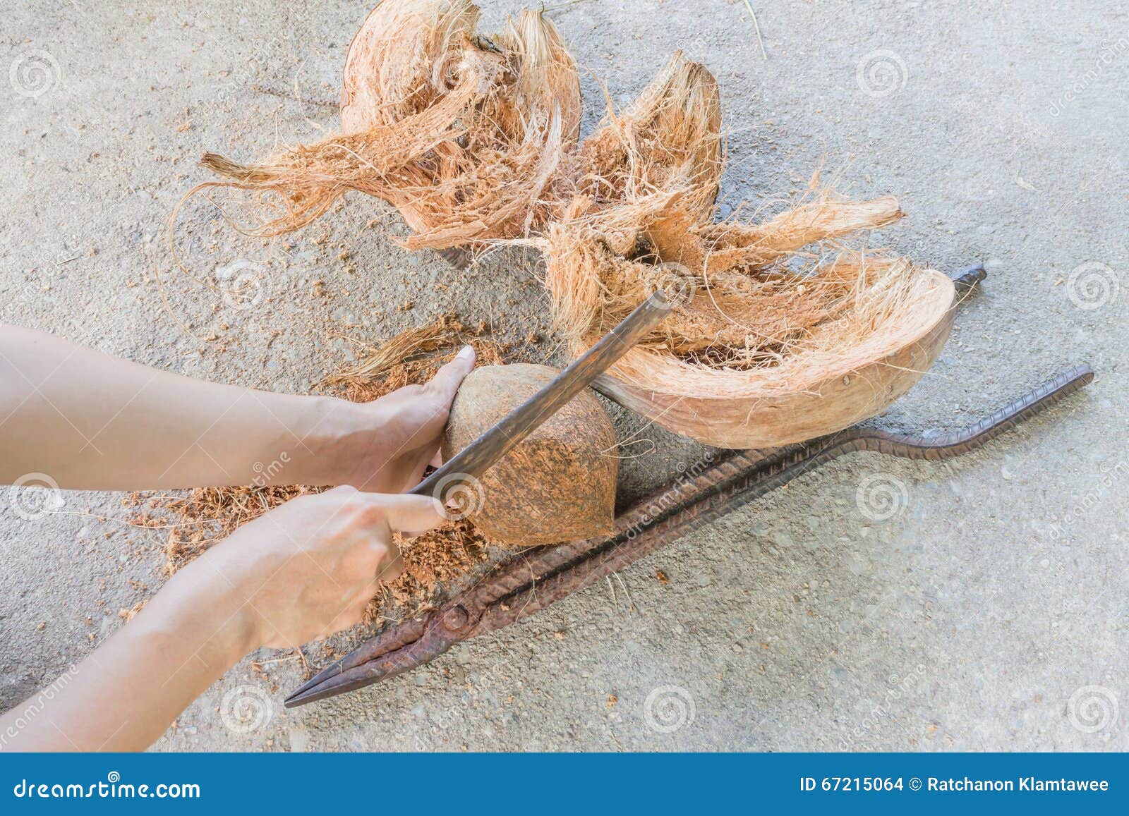 The sliced coconut husks stock photo. Image of cleaver - 67215064