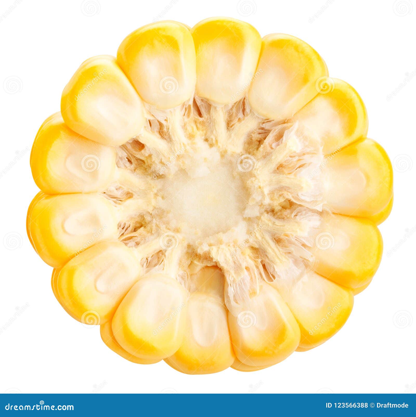 Corn stock photo. Image of food, kernel, isolated, slices - 123566388