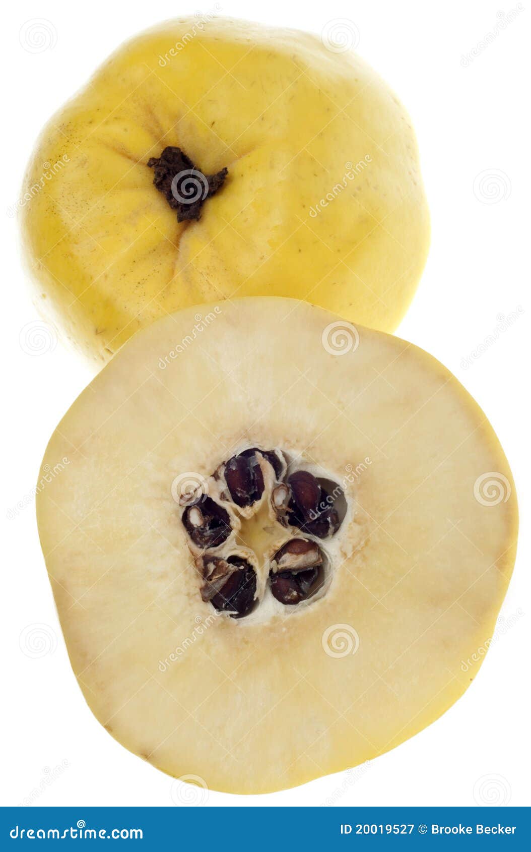 Sliced Quince Fruit stock image. Image of bright, clipping - 20019527