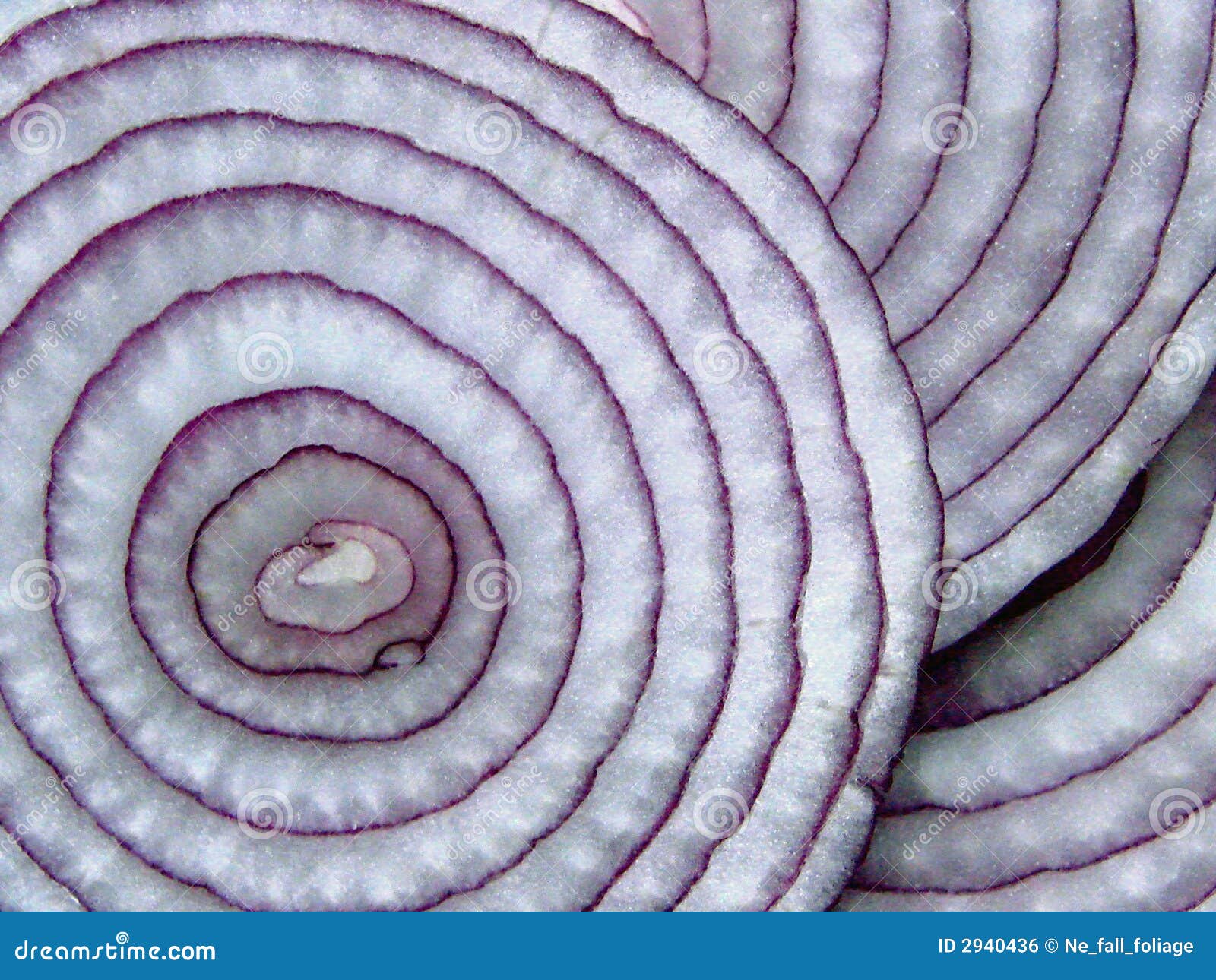 Sliced Red Onions stock photo. Image of root, purple, grow - 2940436