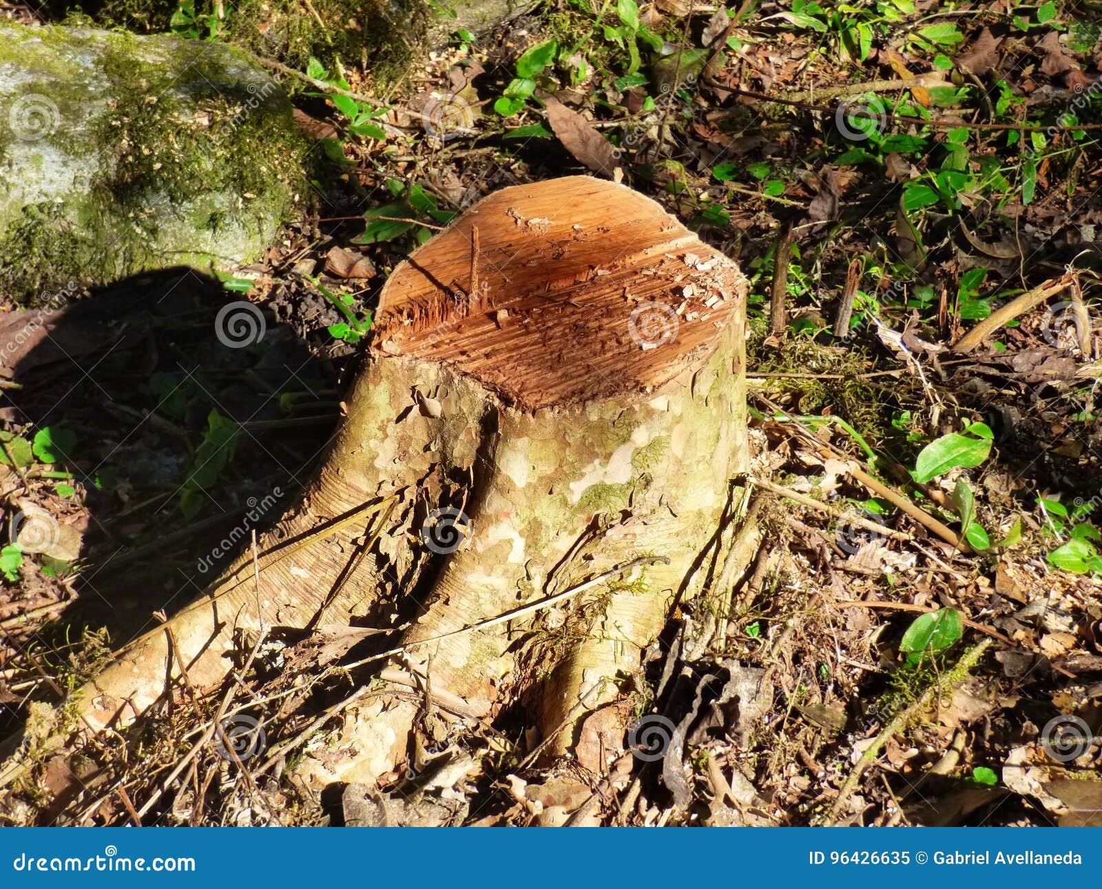 Sliced tree stock image. Image of green, wood, minced - 96426635