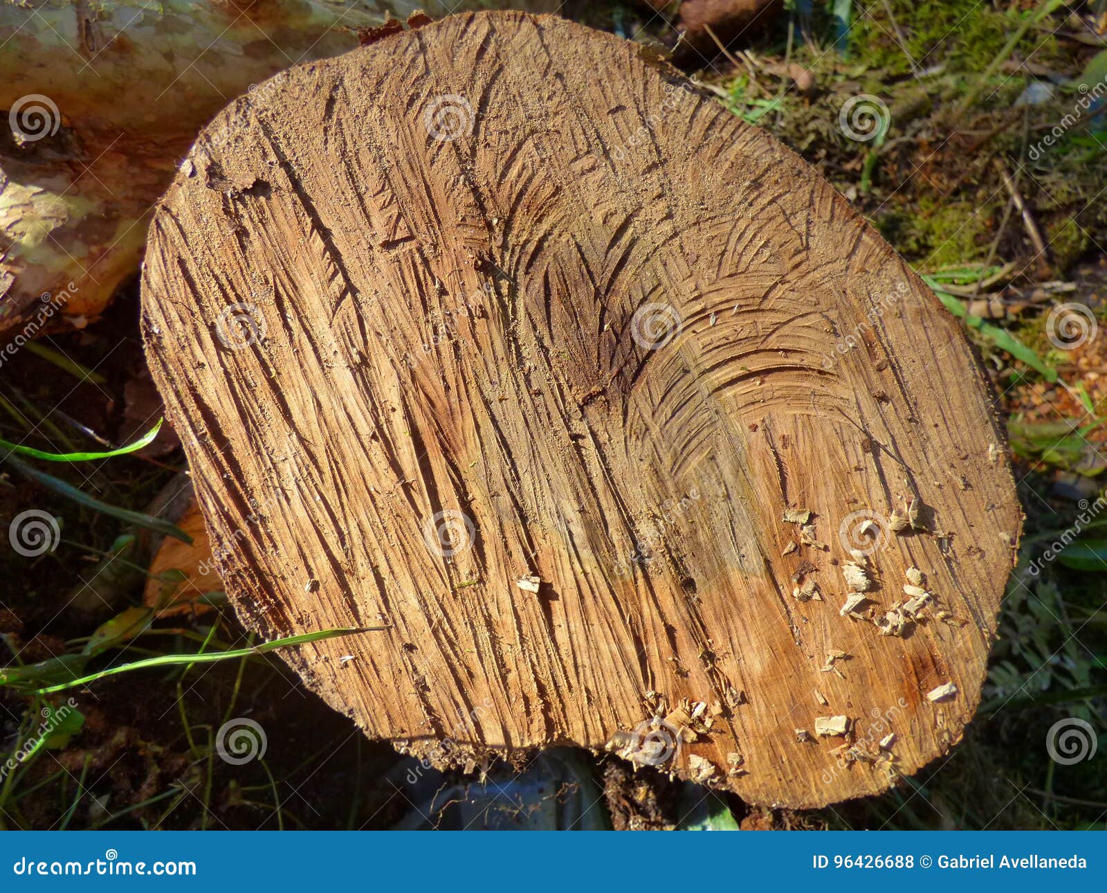 Sliced tree. Cut off trunk stock photo. Image of life - 96426688