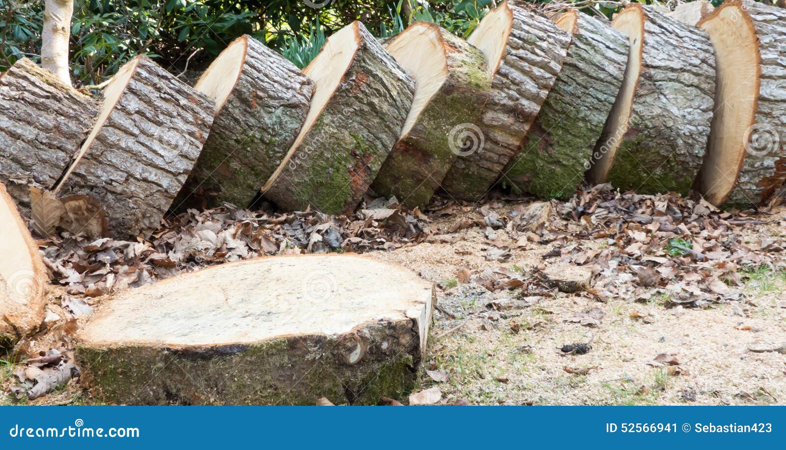 Sliced tree stock image. Image of lumber, rough, ground - 52566941