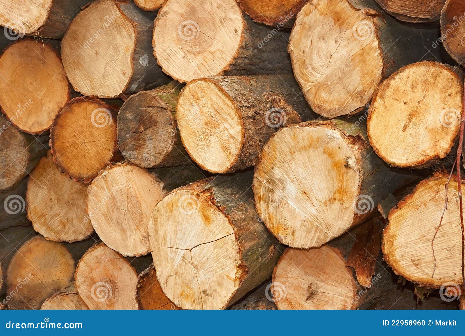 Sliced wooden logs stock photo. Image of annual, heap - 22958960