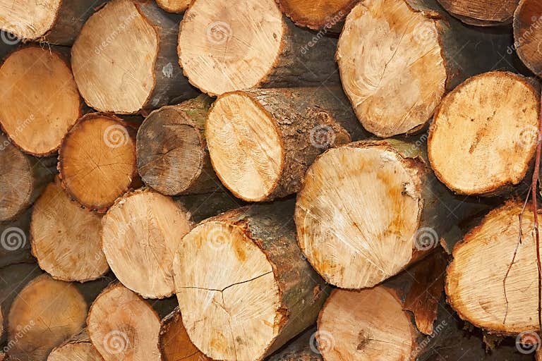 Sliced wooden logs stock photo. Image of annual, heap - 22958960