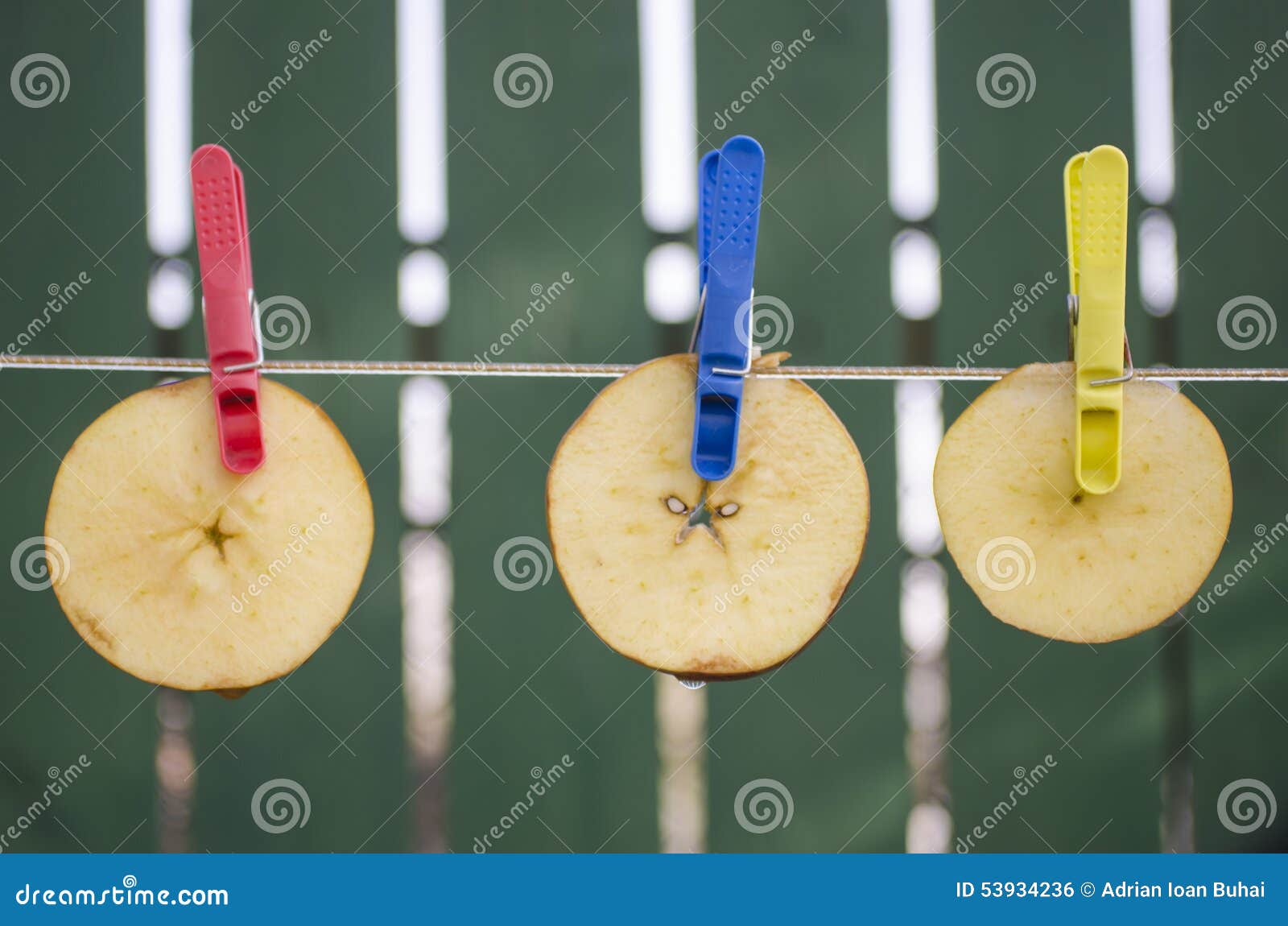 Slices of Apples Hang on the Rope Stock Photo - Image of apple, closeup ...