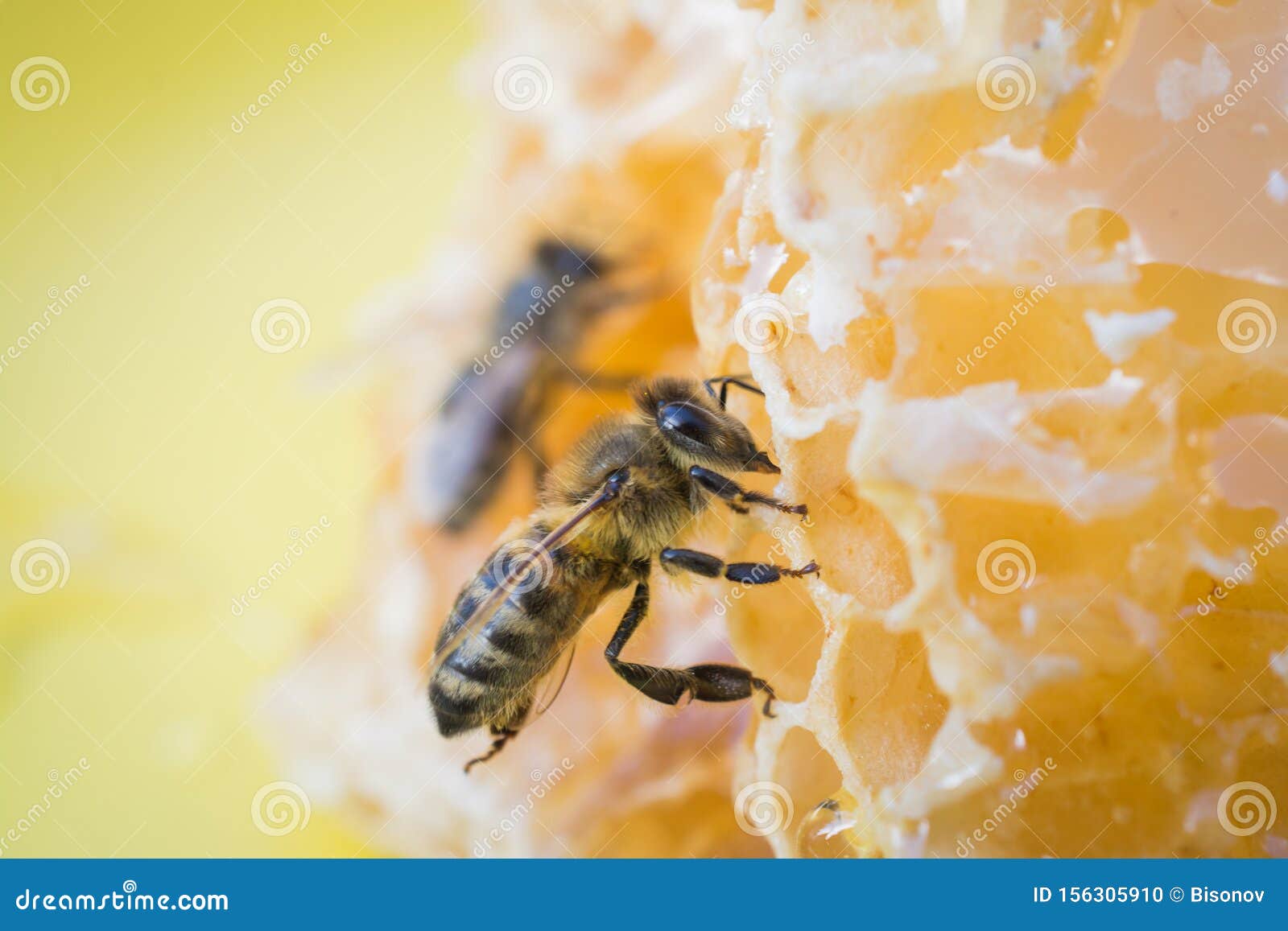 Slices of Fresh Honey with Bee Stock Photo - Image of background ...