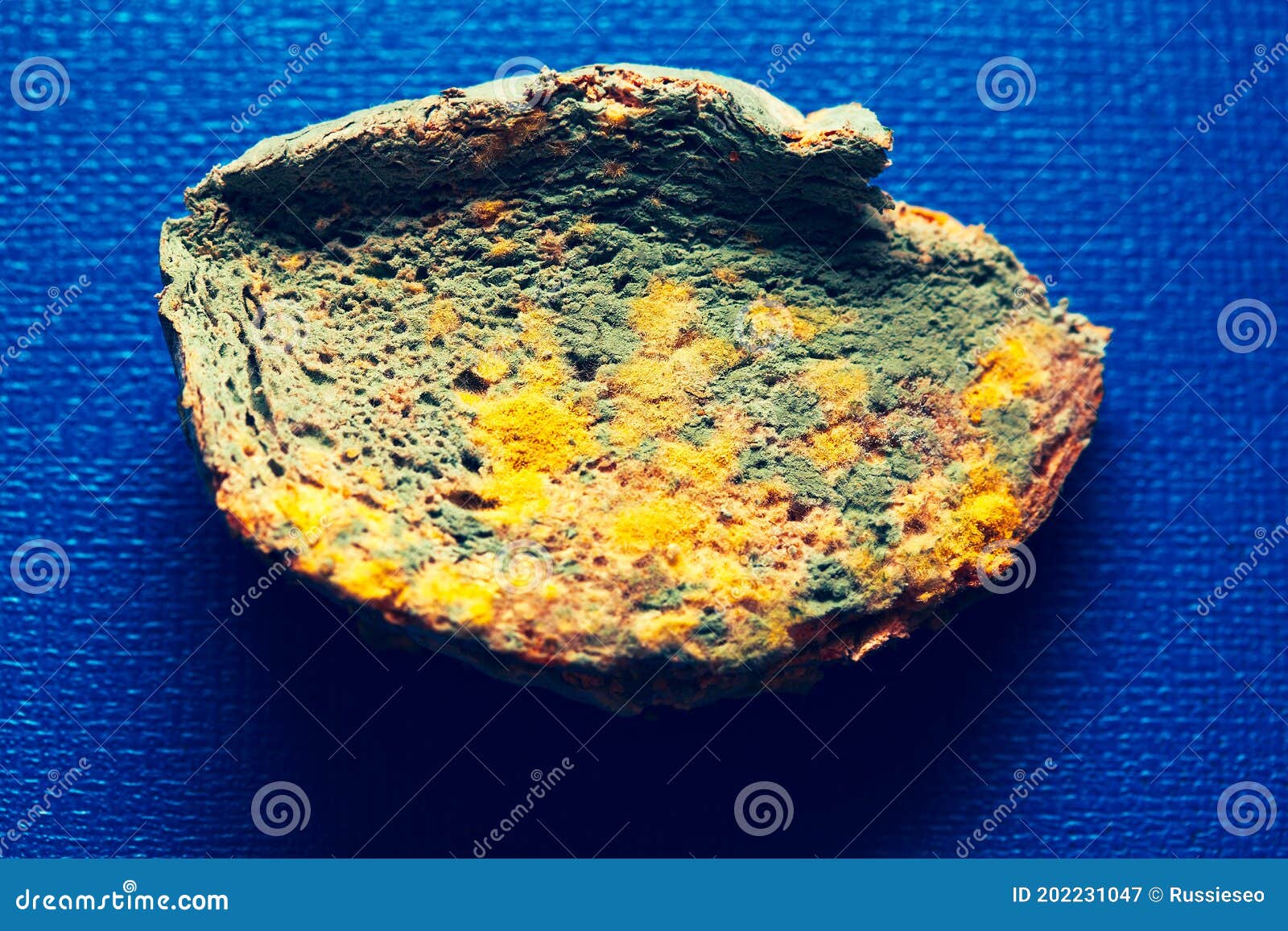 Slices of stale bread stock image. Image of microscopic - 202231047